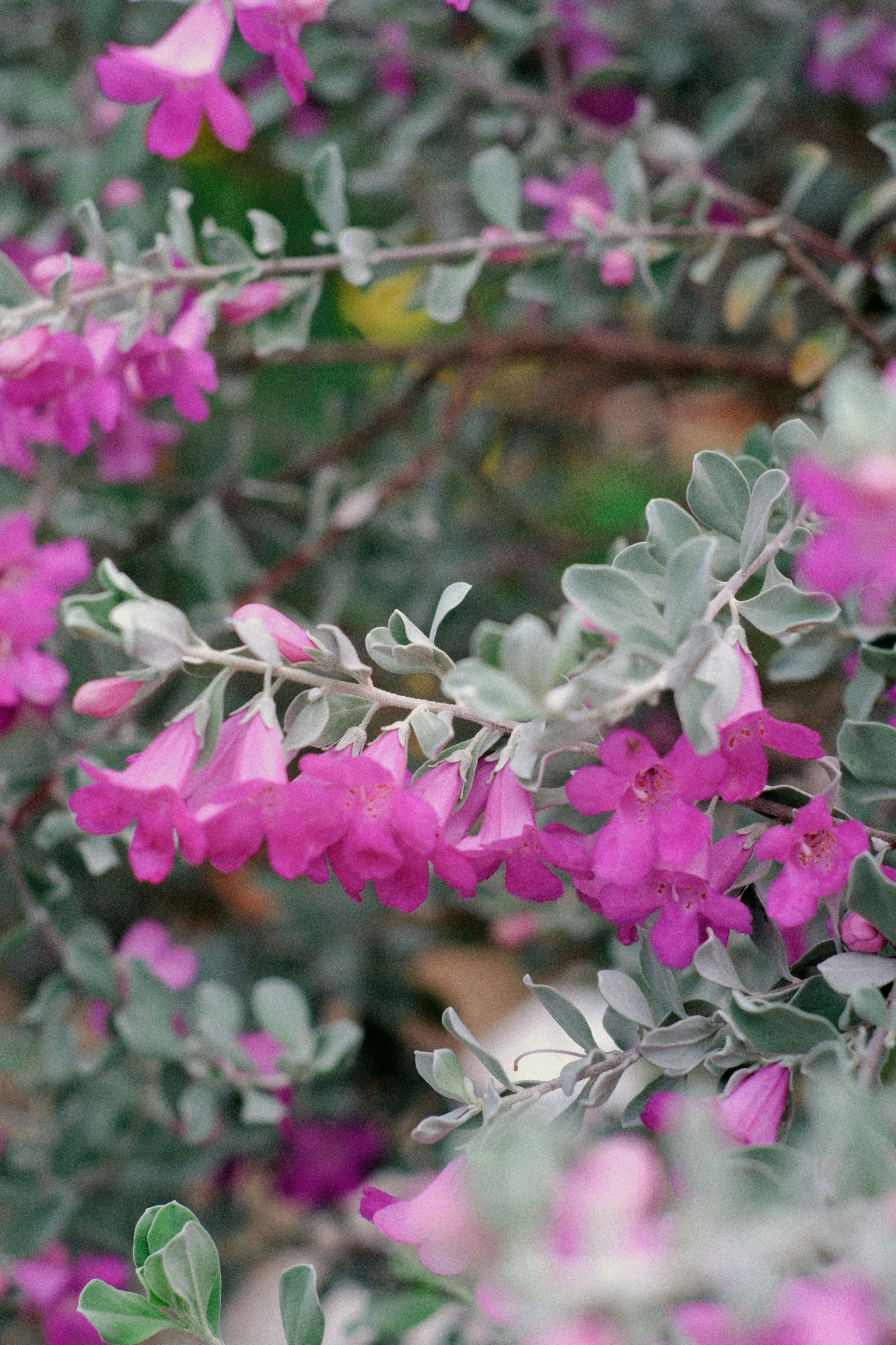 Magenta Blooms in Soft Focus: A Quiet Garden Moment