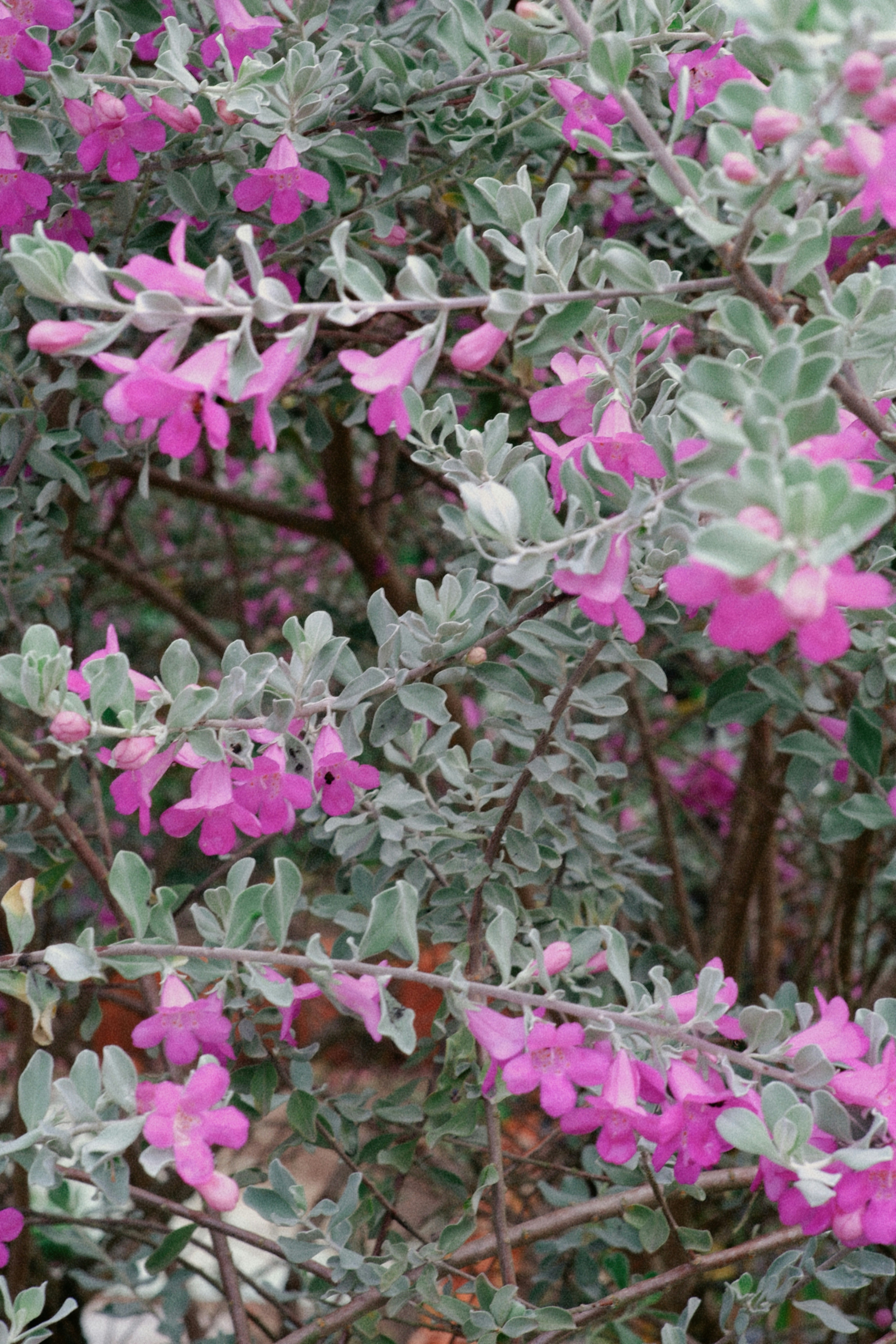 Pink Bougainvillea Echoes Through Silvery Foliage