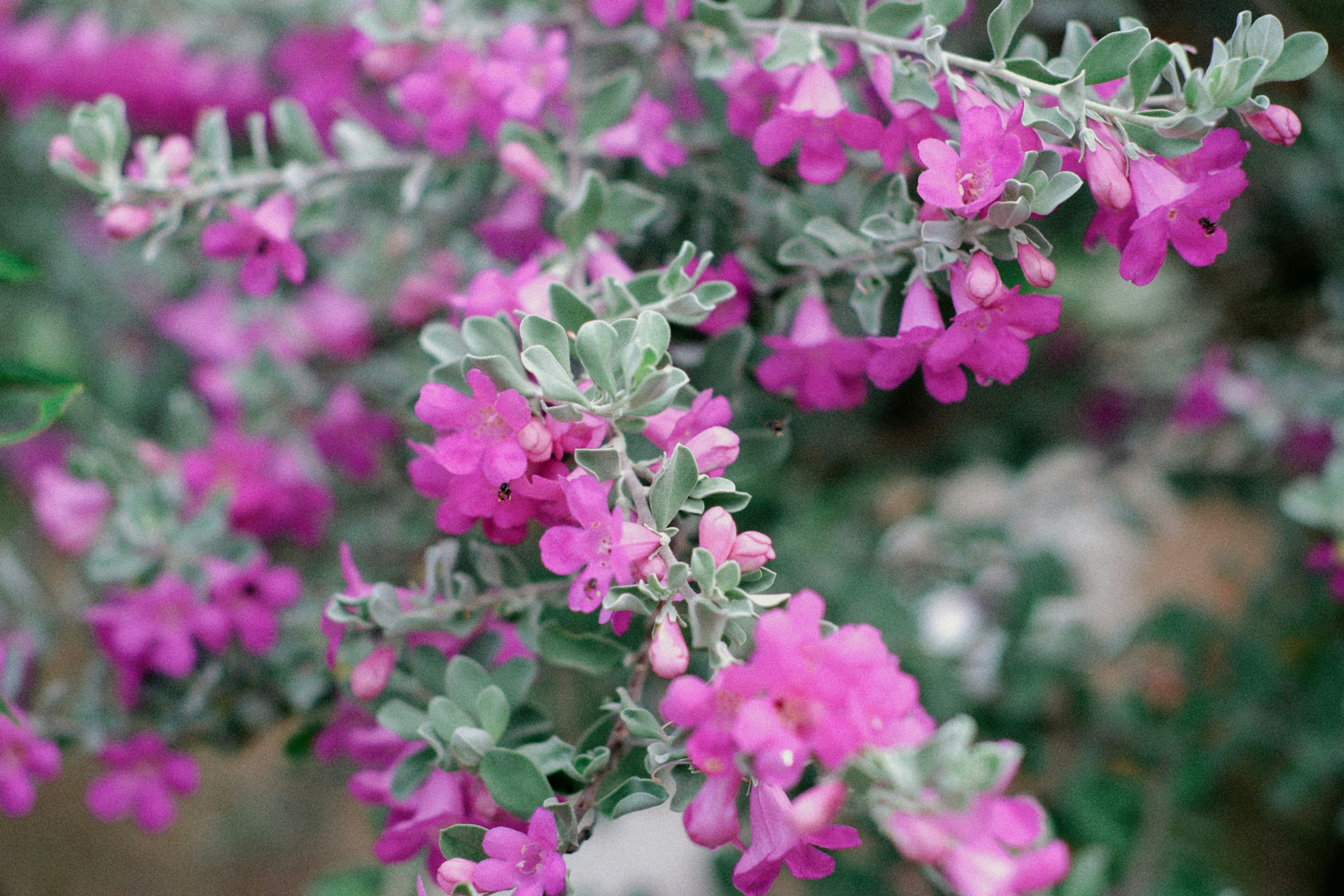 Vibrant Magenta Blooms on a Tender Grey-Leaf Branch
