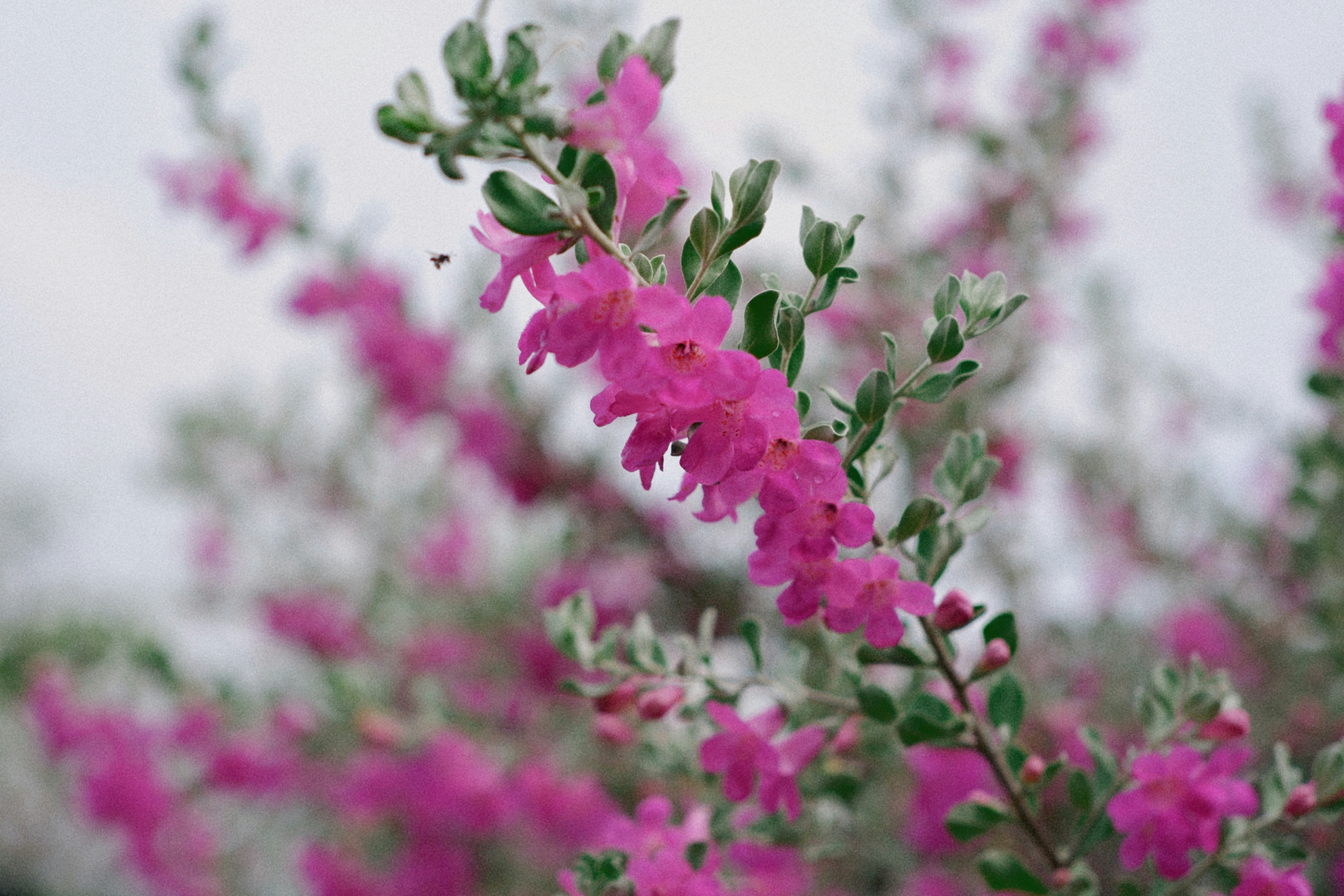 Crimson Blooms in Soft Focus: A Close Glow Among Pink Spires