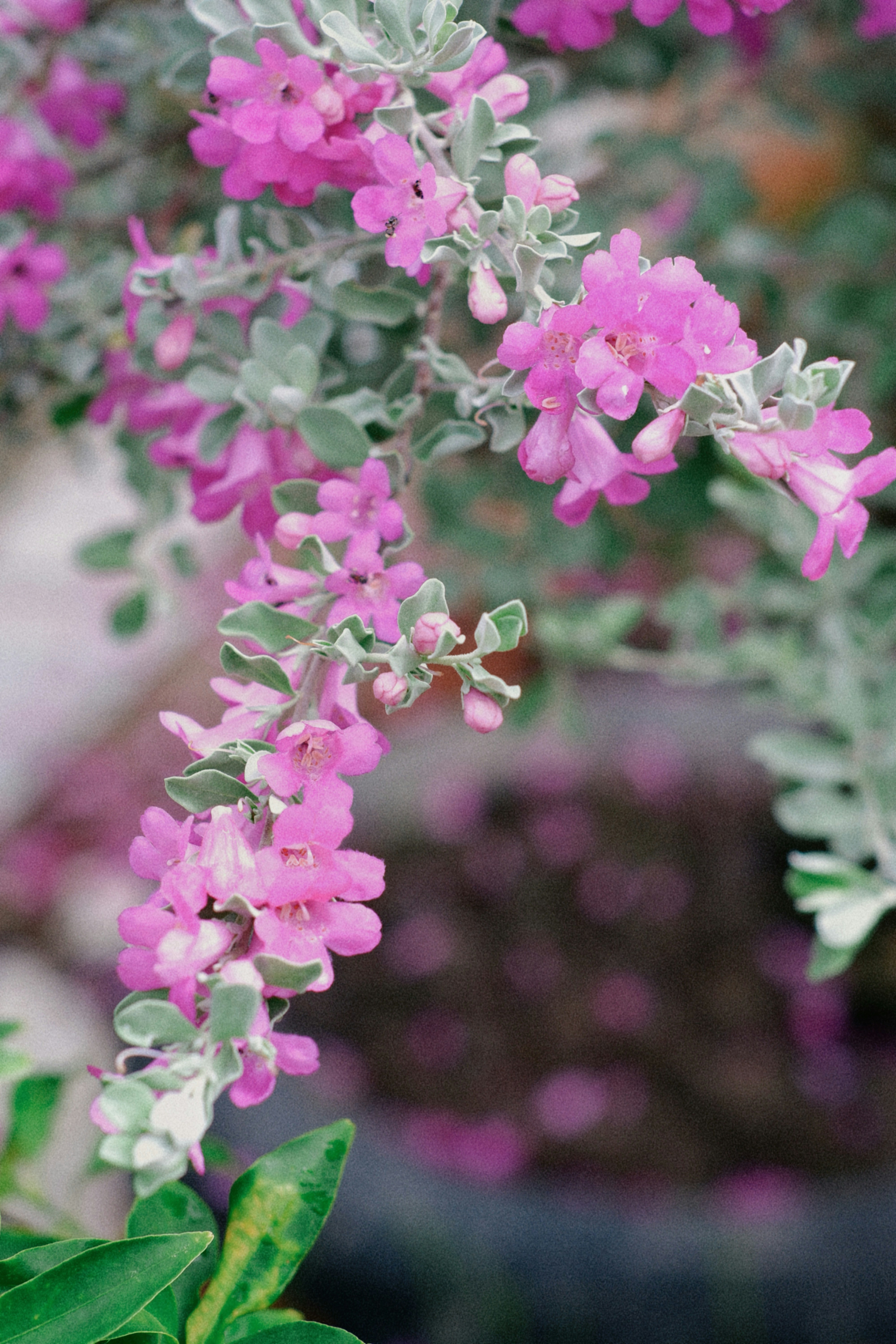 Pink Cascades: A Cluster of Fuchsia Blooms