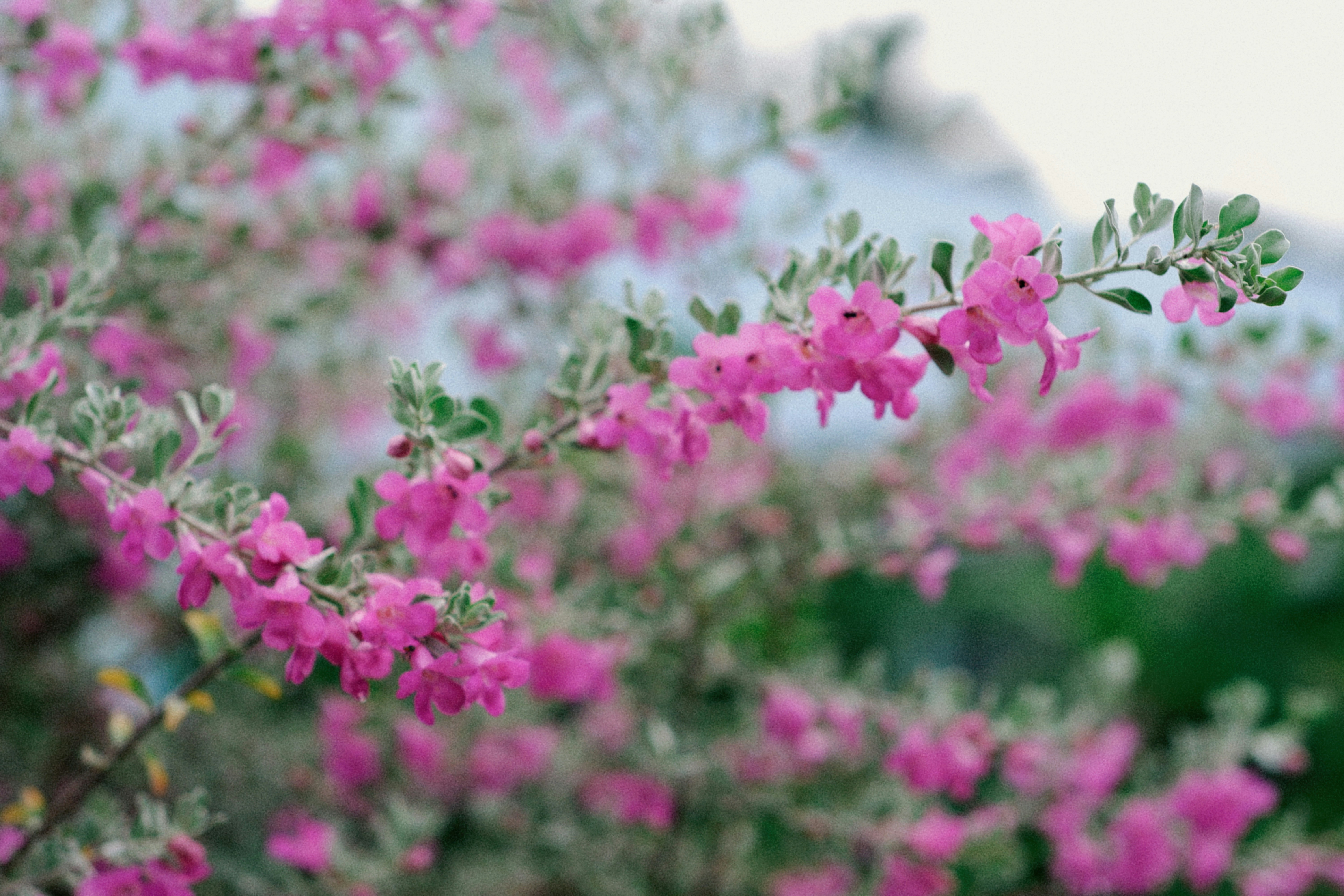 Blush of Spring: A Pink Bloom in Soft Focus