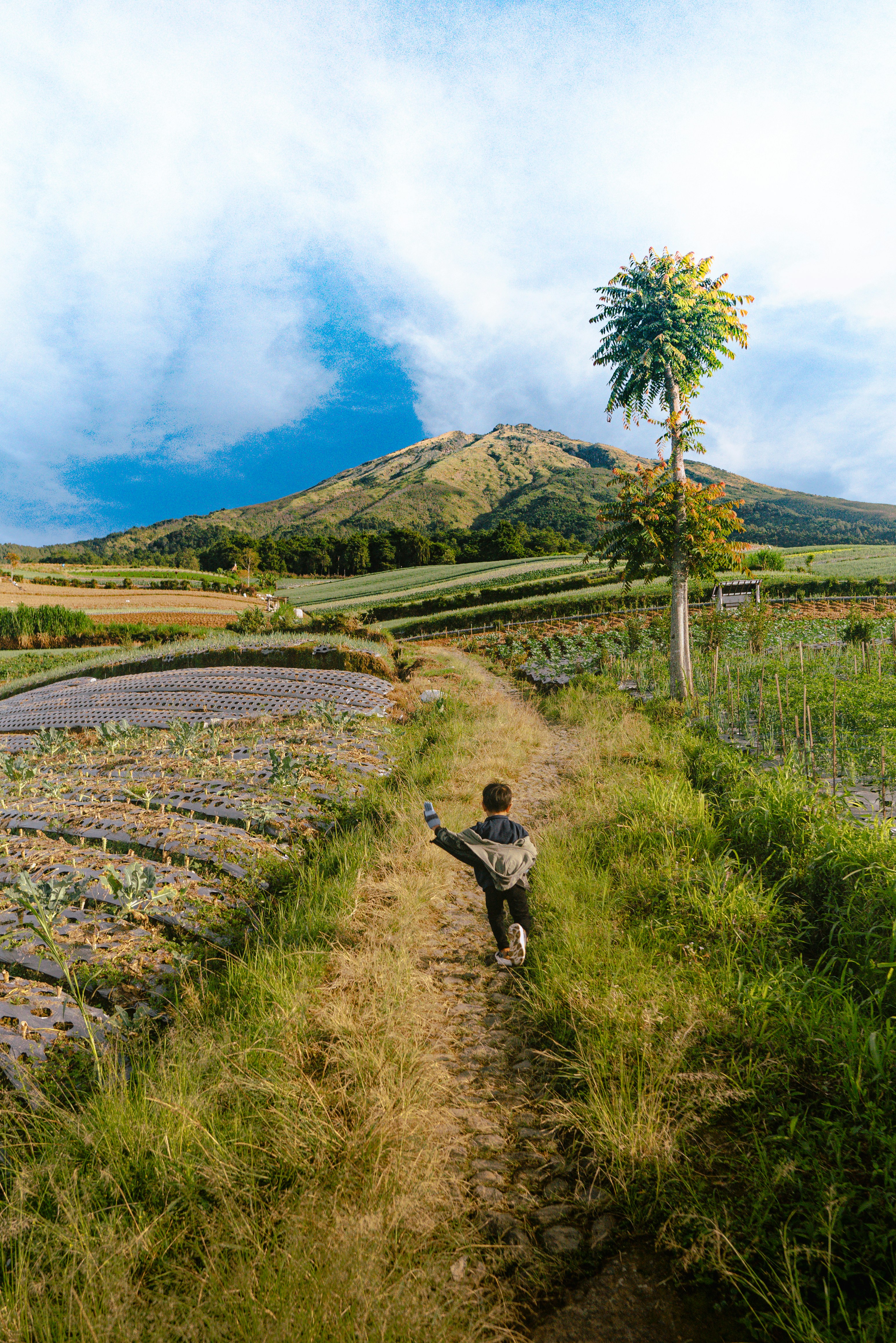 Path to the Hilltop Tree
