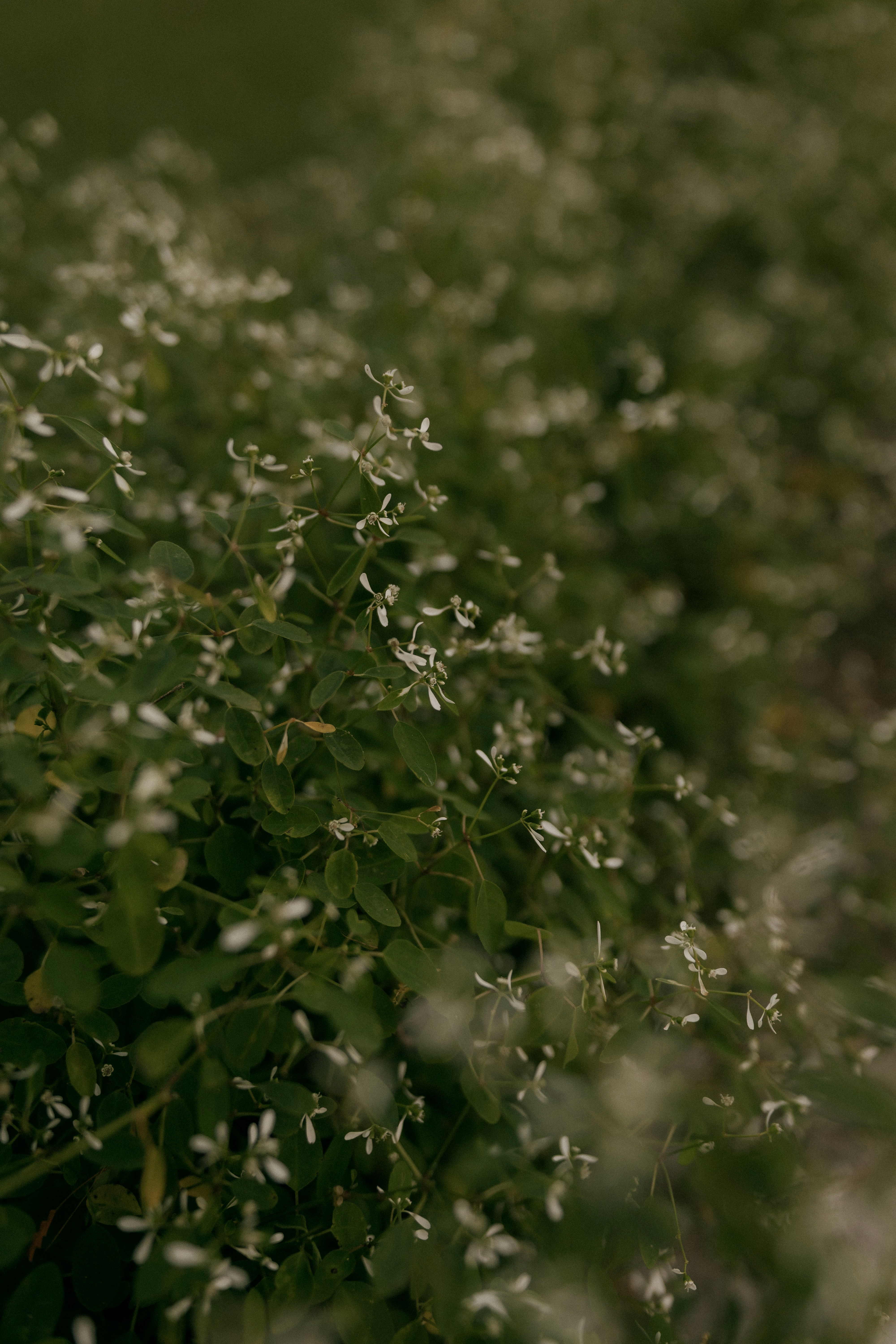 Soft-focus Hedge of Tiny White Blossoms in Dappled Evening