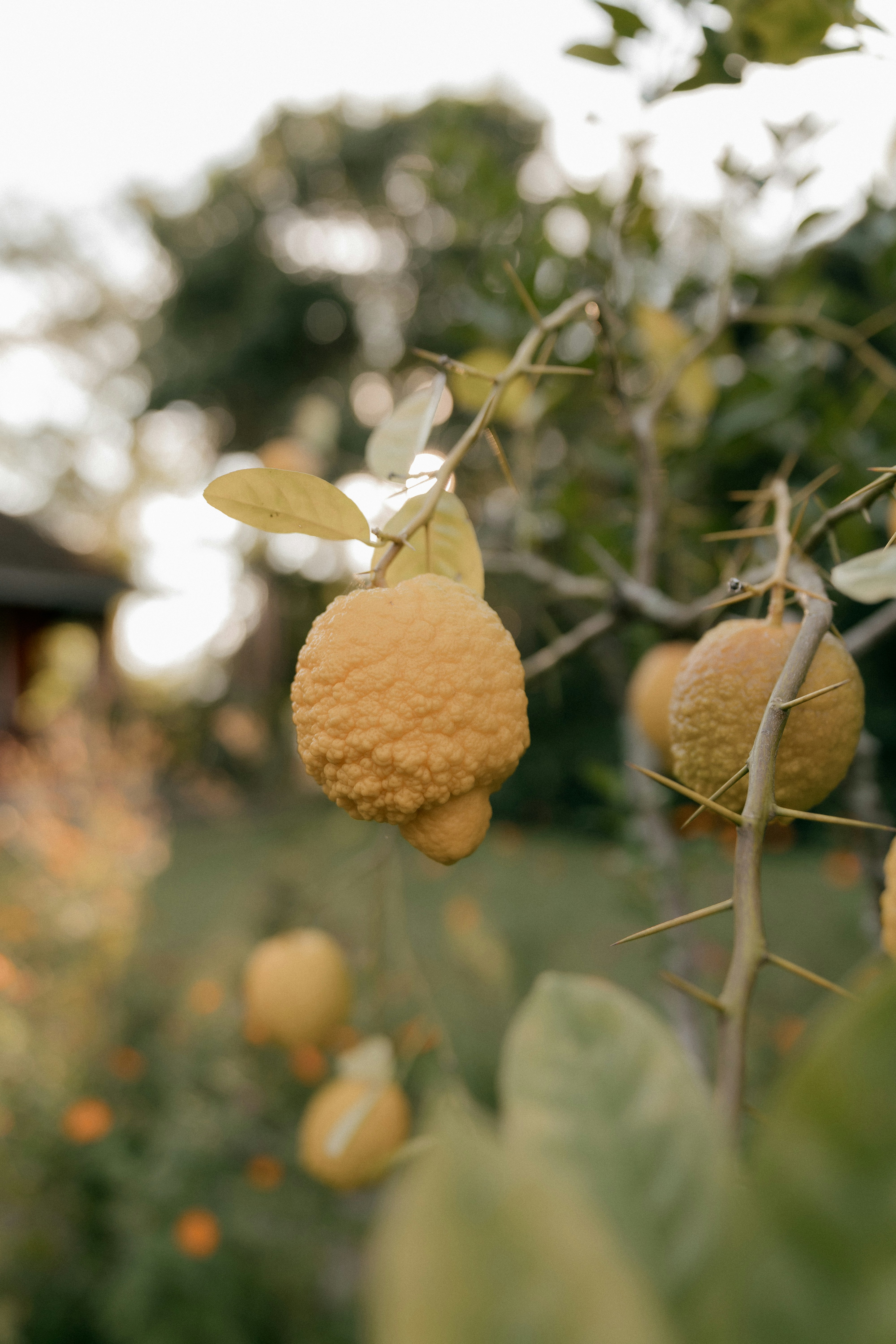 Ripe Lemonglow: A Close Portrait of Golden Berries in Soft Backlight