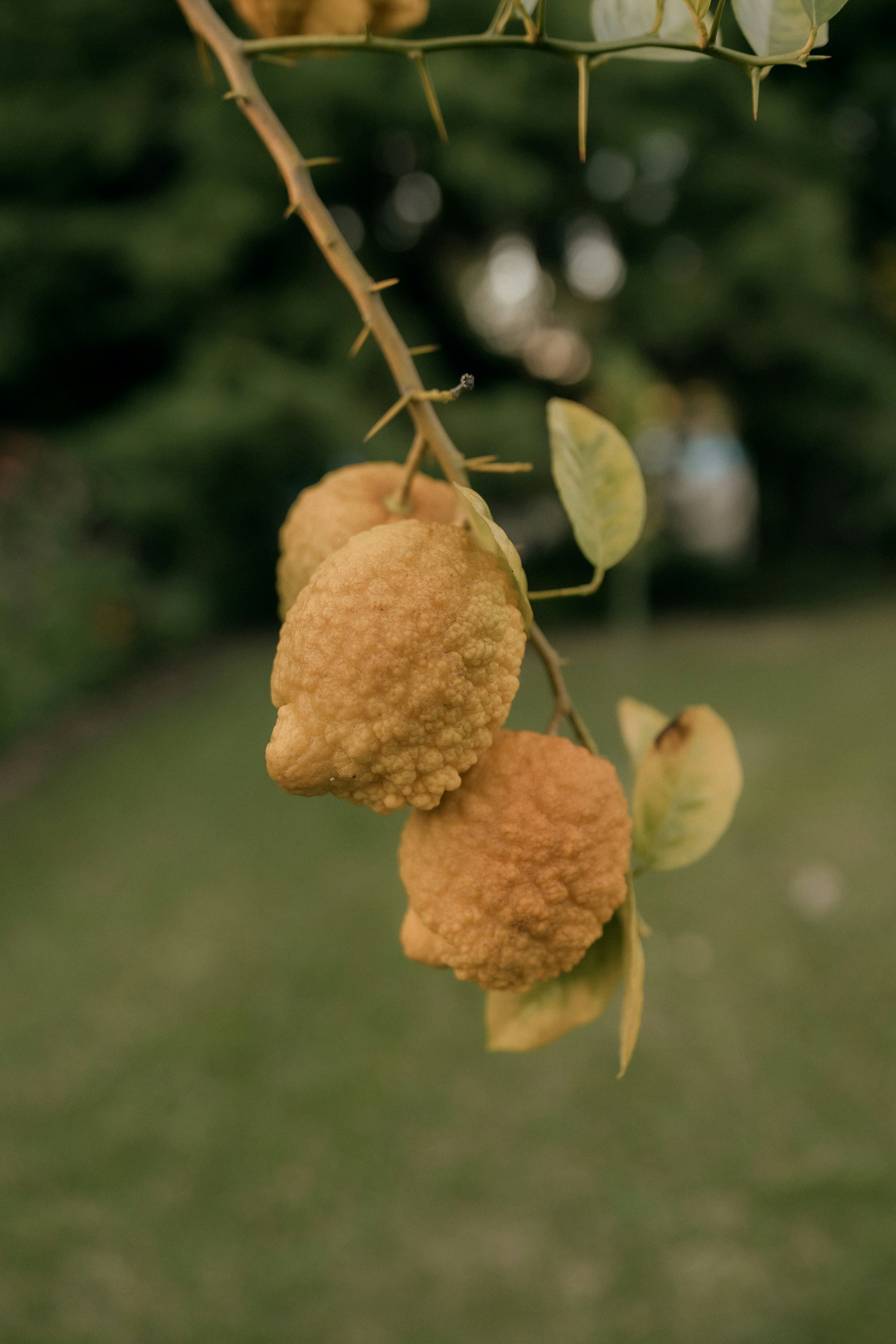 Golden Blush: Close-up of Textured Foliage Fruit