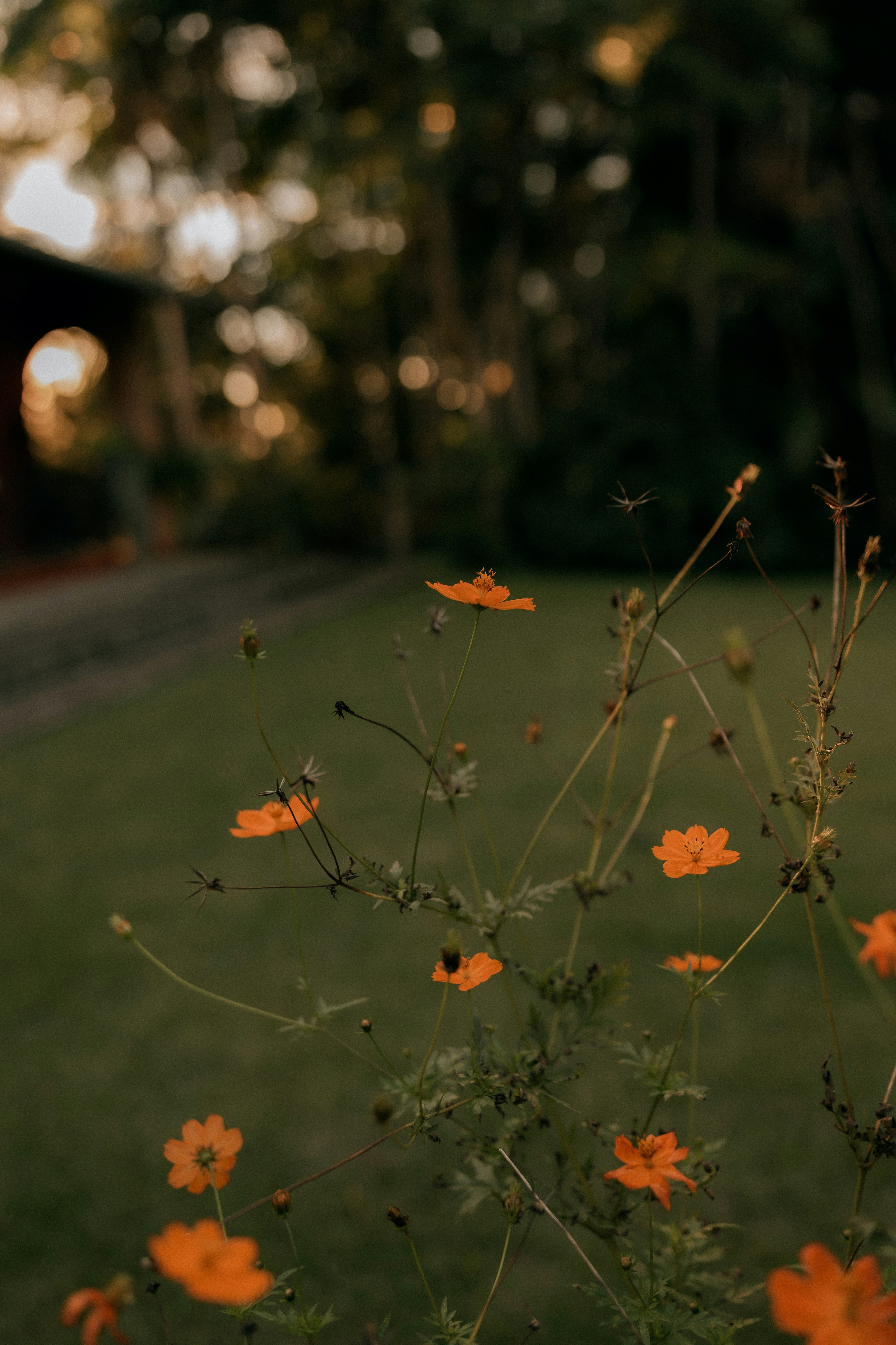 Orange Flowers in Sunlit Garden at Dusk