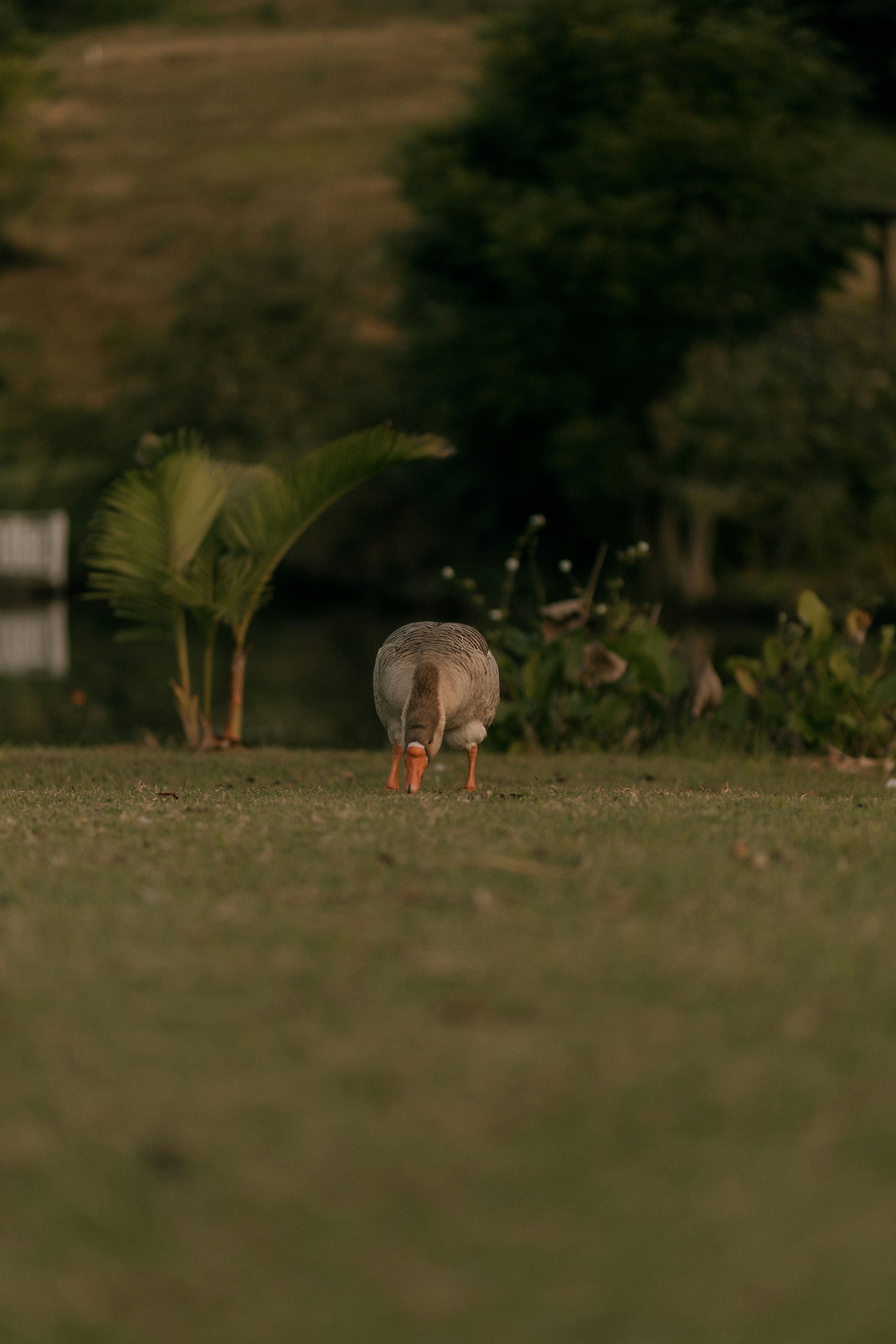 Grazing Gull at Dusk: A Lone Sandhill Visitor in Soft Light