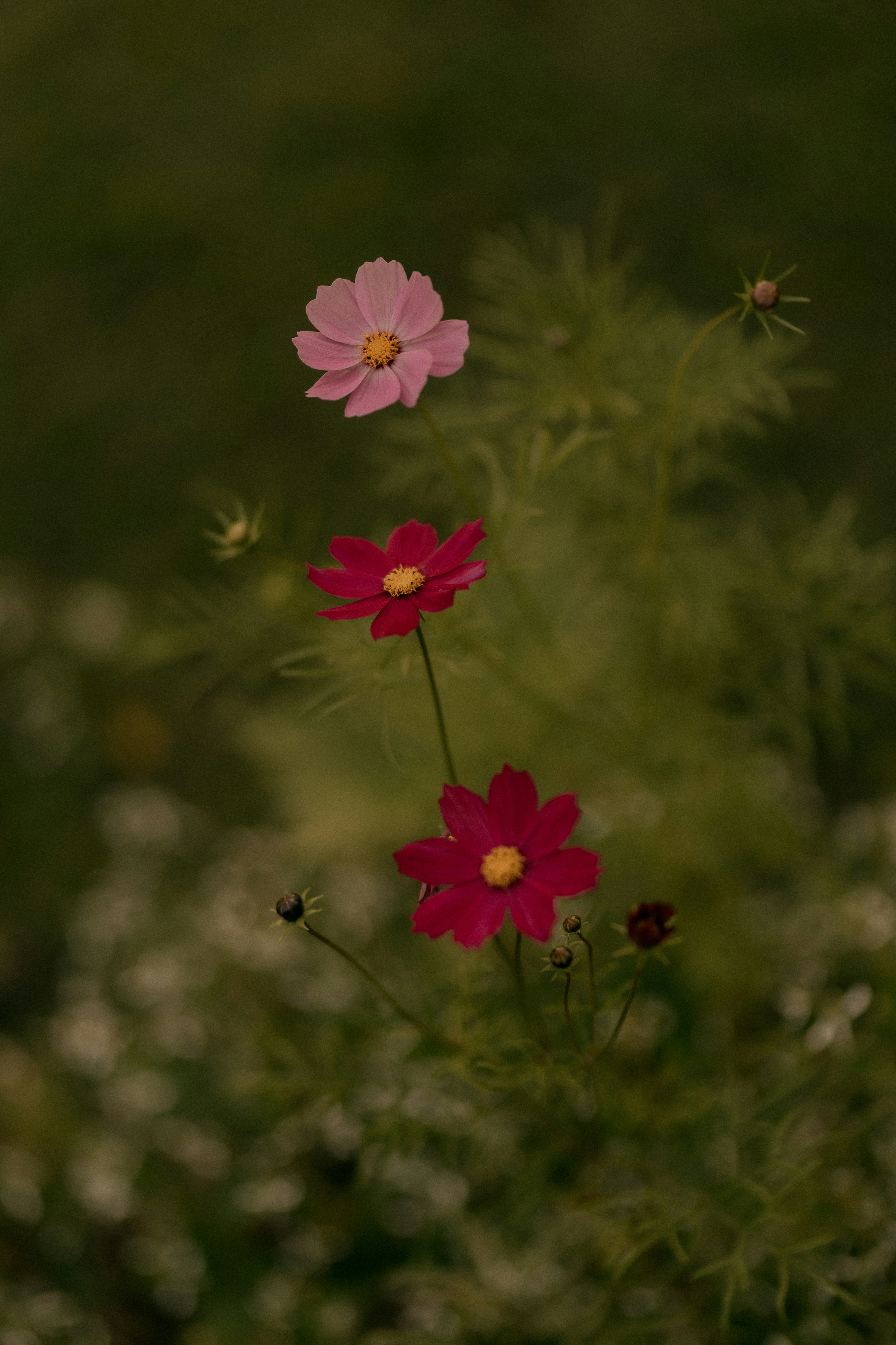 Pink and Red Cosmos Reaching for the Sunlit Sky
