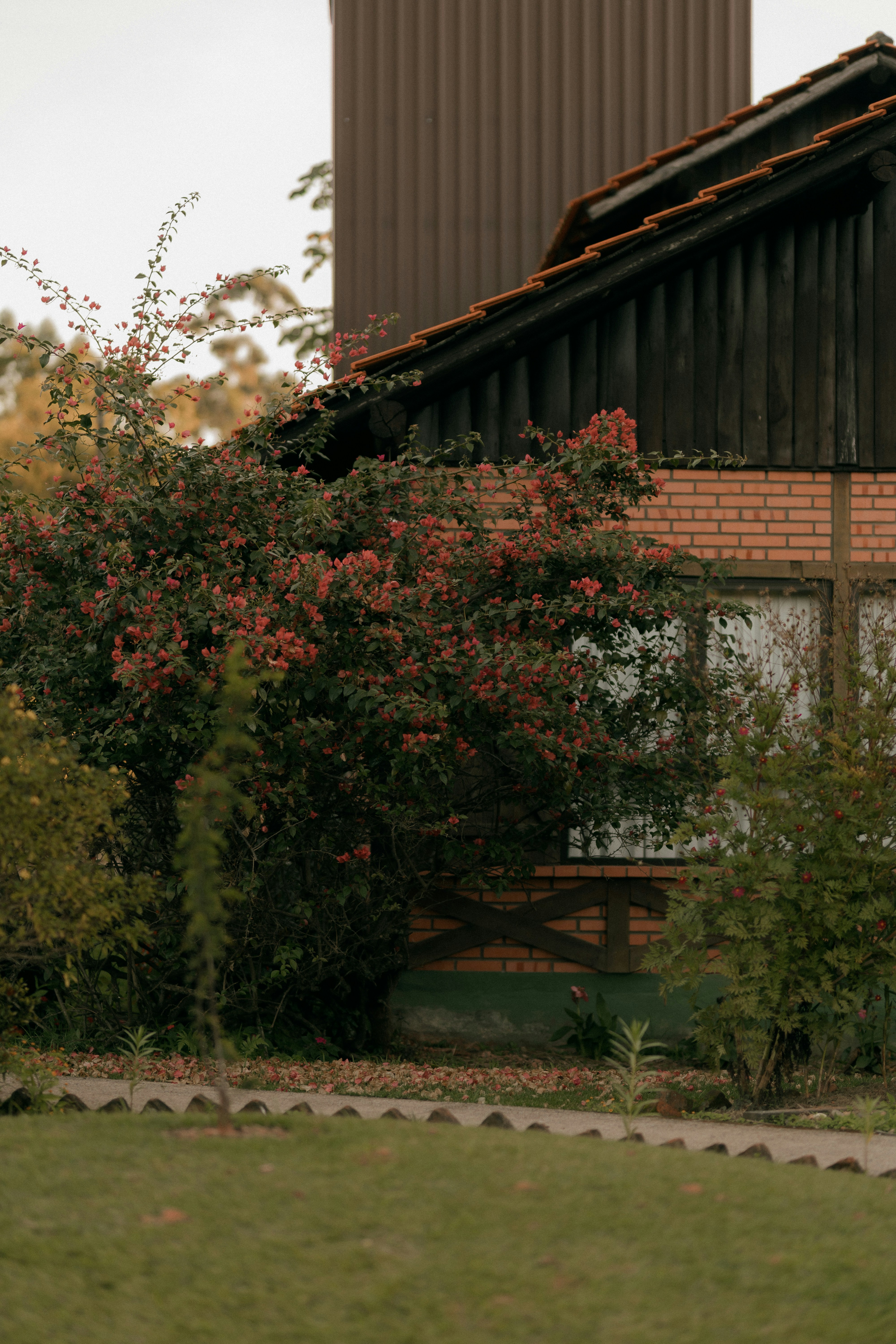 Overgrown Cottage Corner Framed by Blooming Shrub