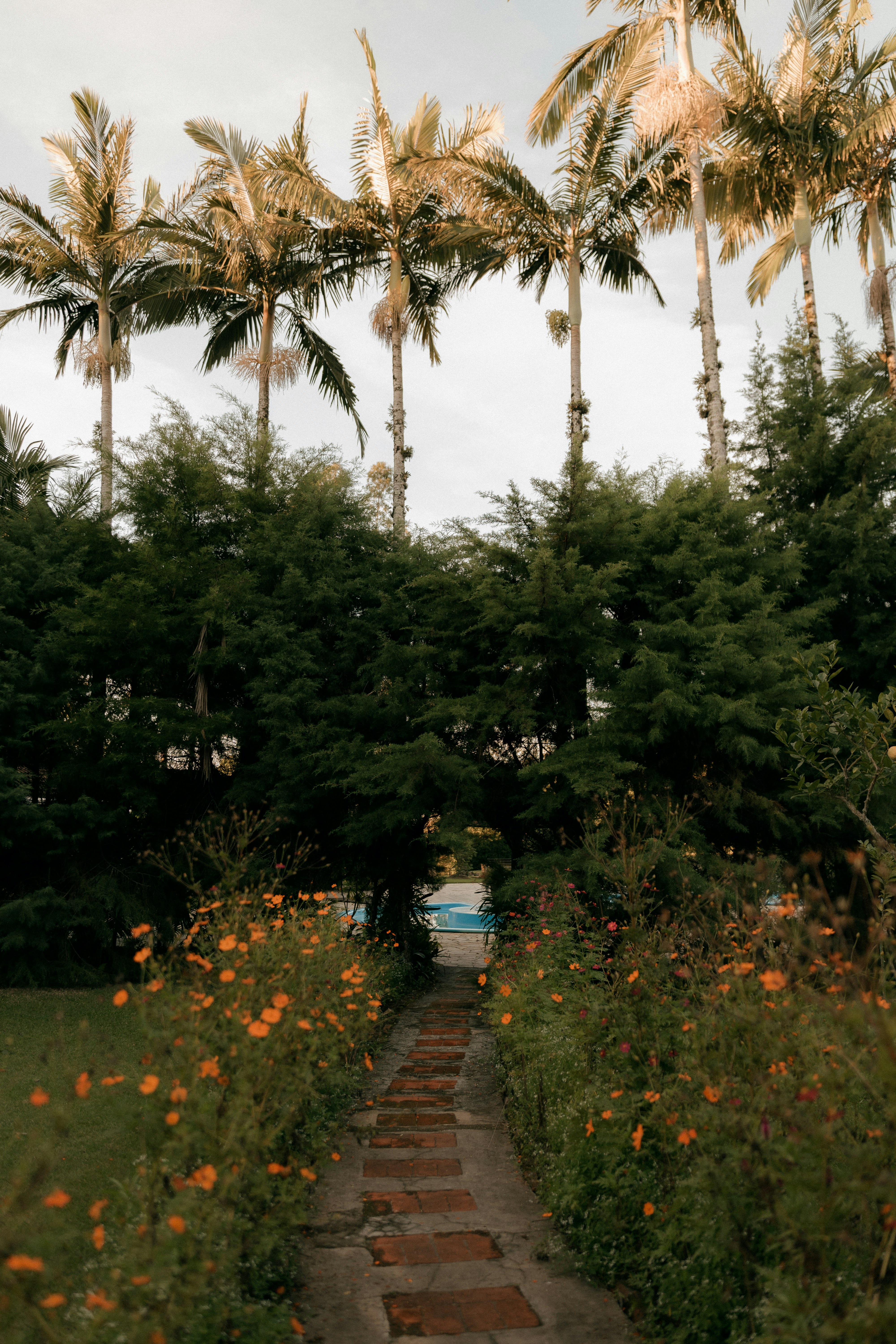 Sunlit Path Through a Corridor of Orange Blooms