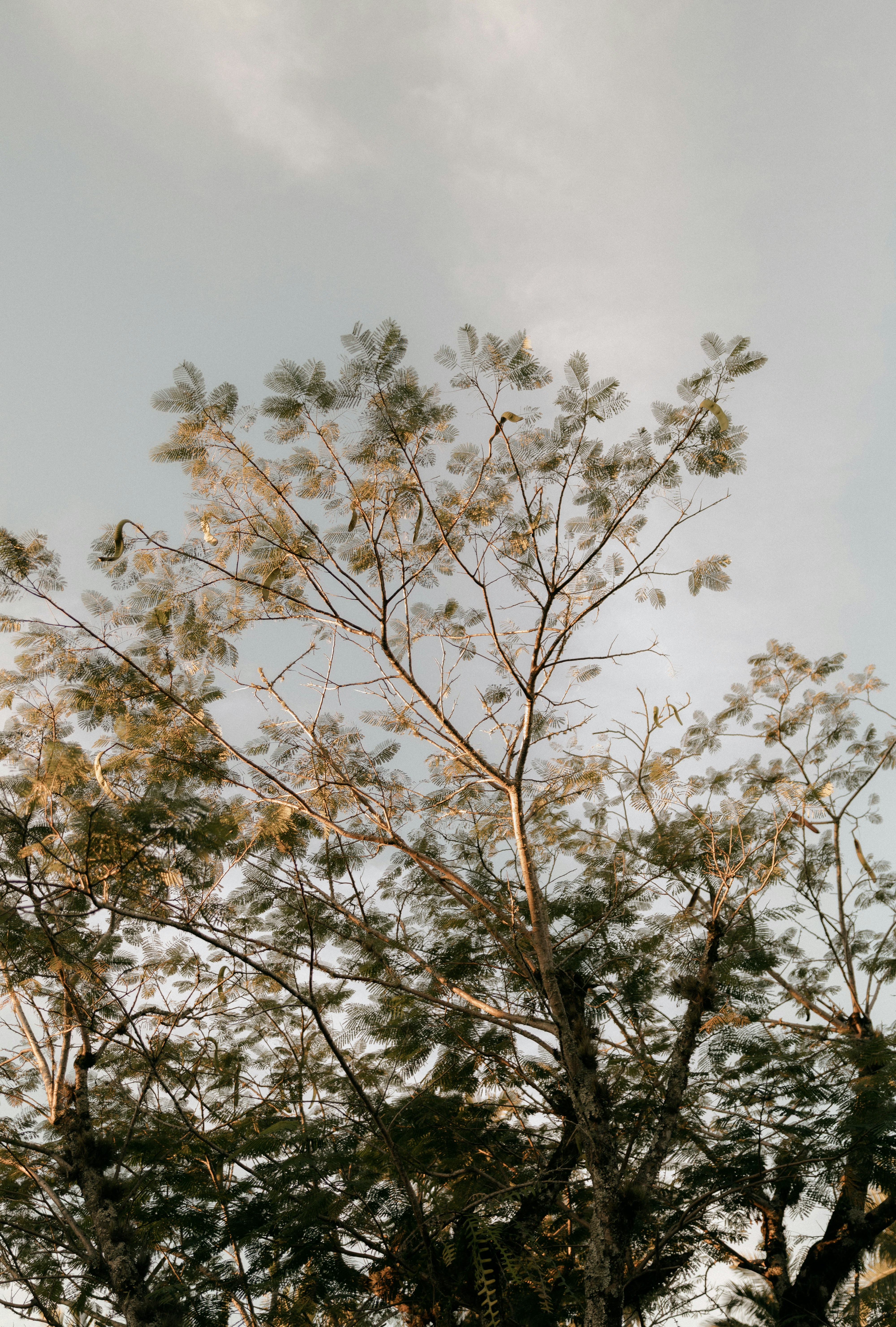Green tree branches reaching towards a pale sky.