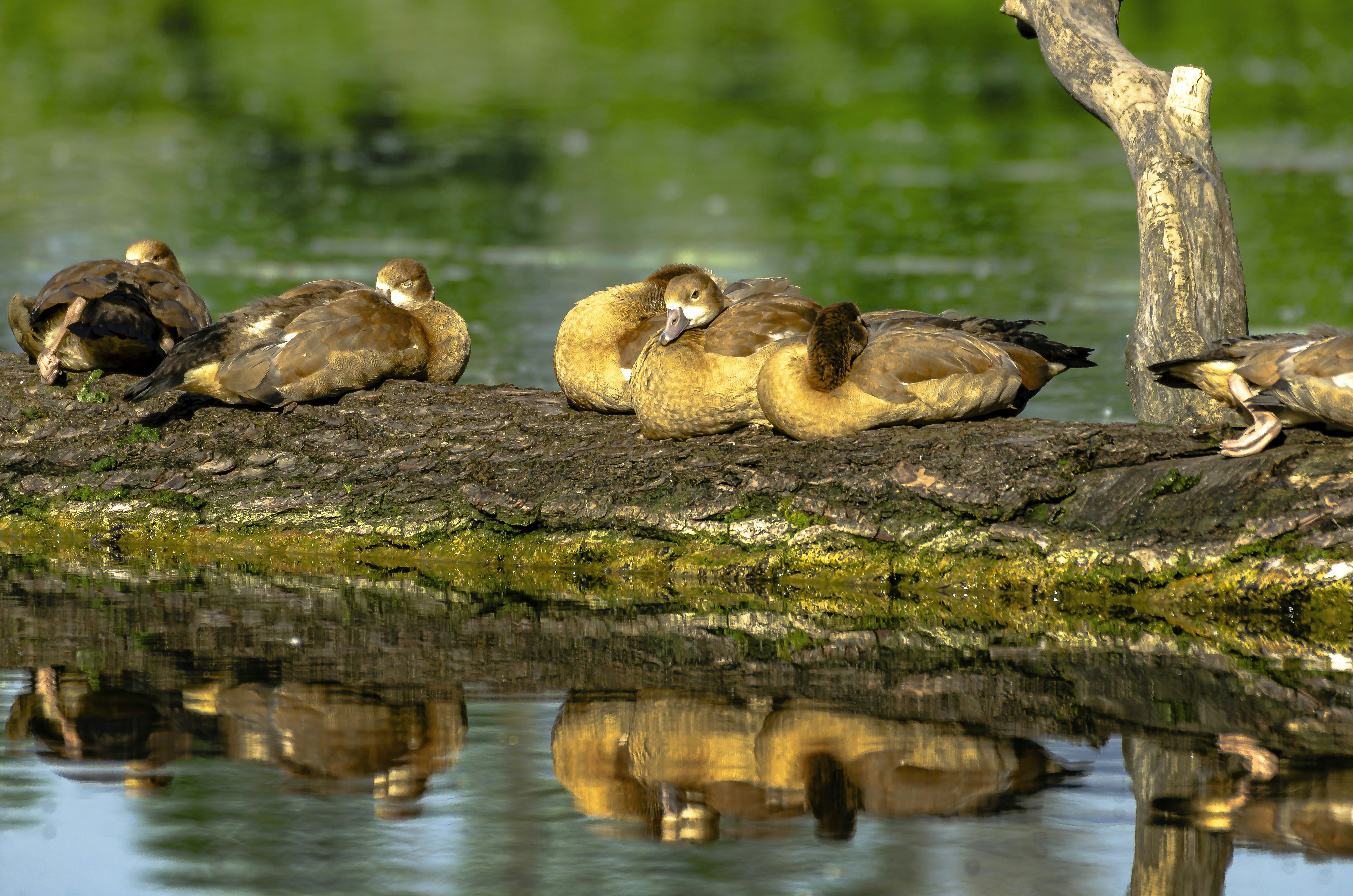 Midday Slumber on a Log: A Duck Habitat Rest