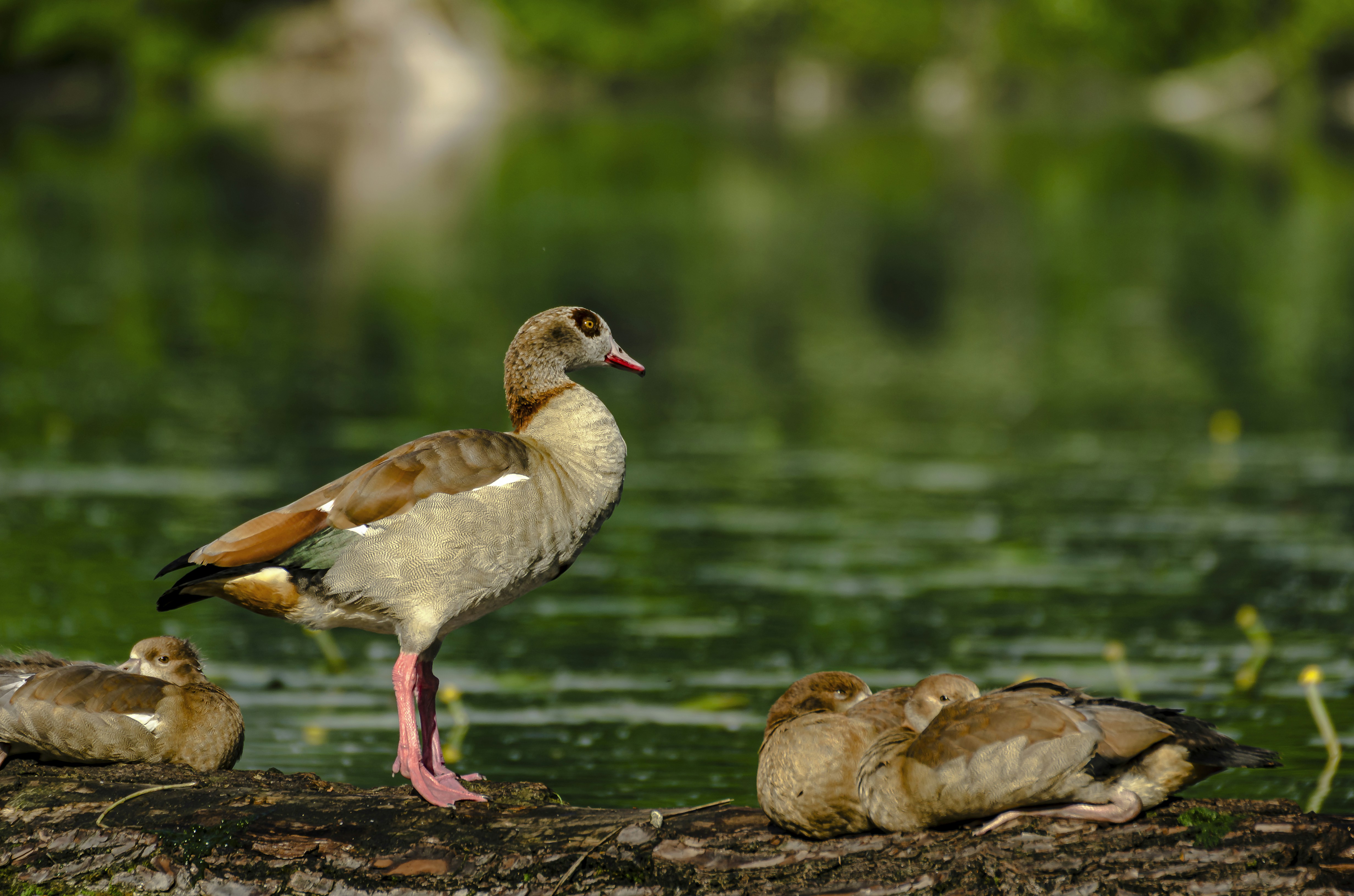 Lone Egyptian Goose Stands Guard on a Log