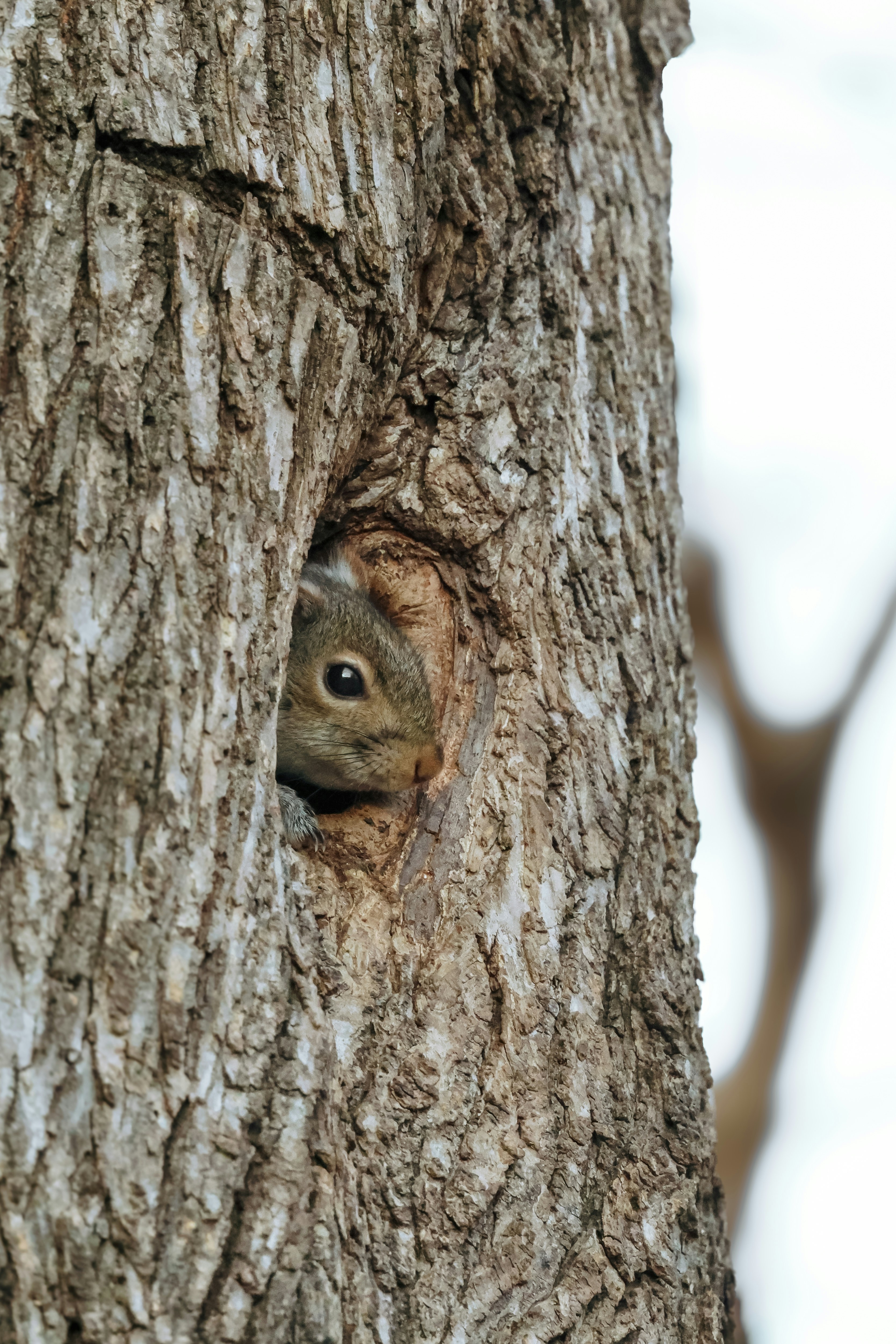 Curious Squirrel Peeking from a Tree Cradle