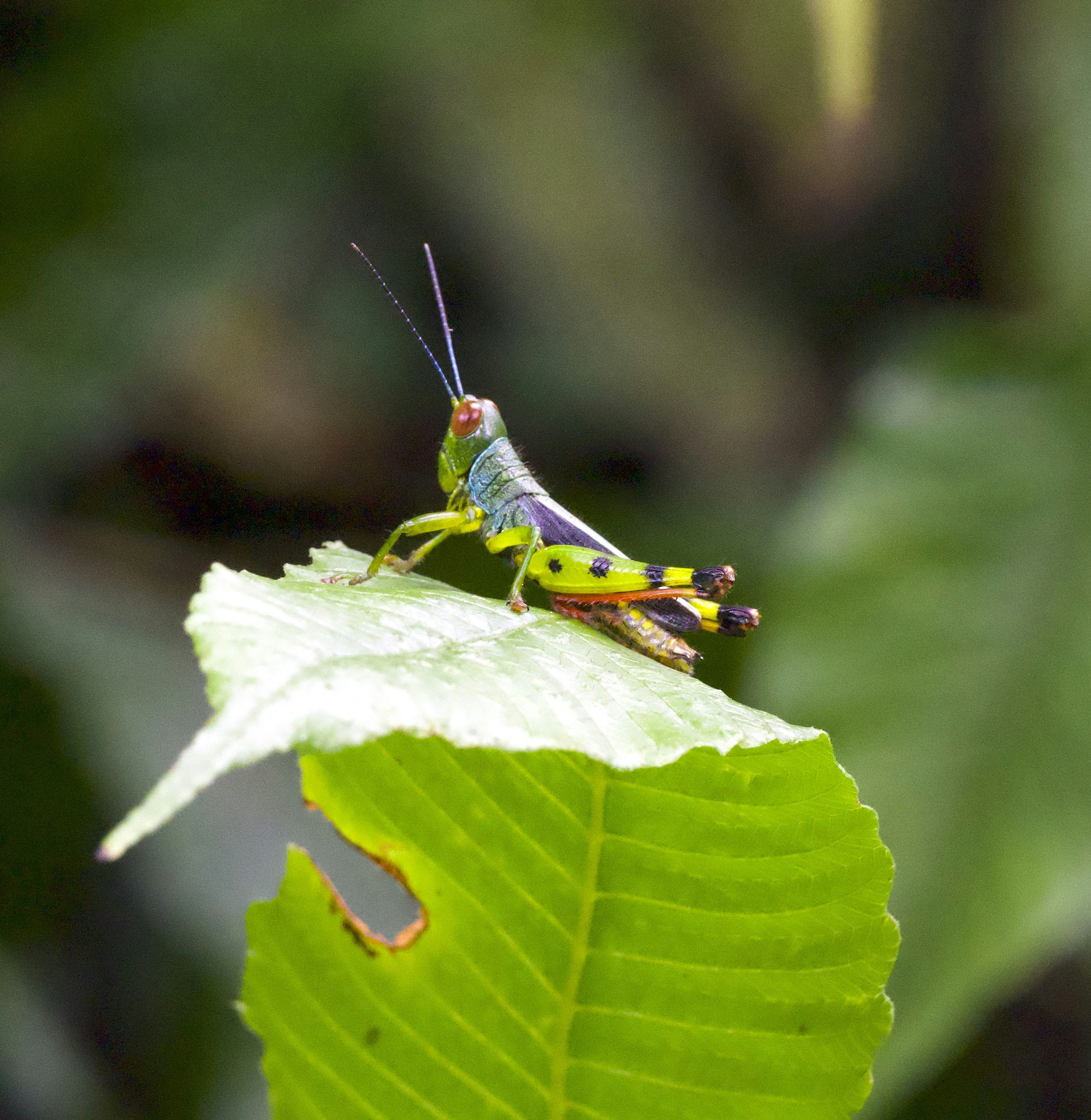 Emerald Praying Mantis on a Leaf Summit