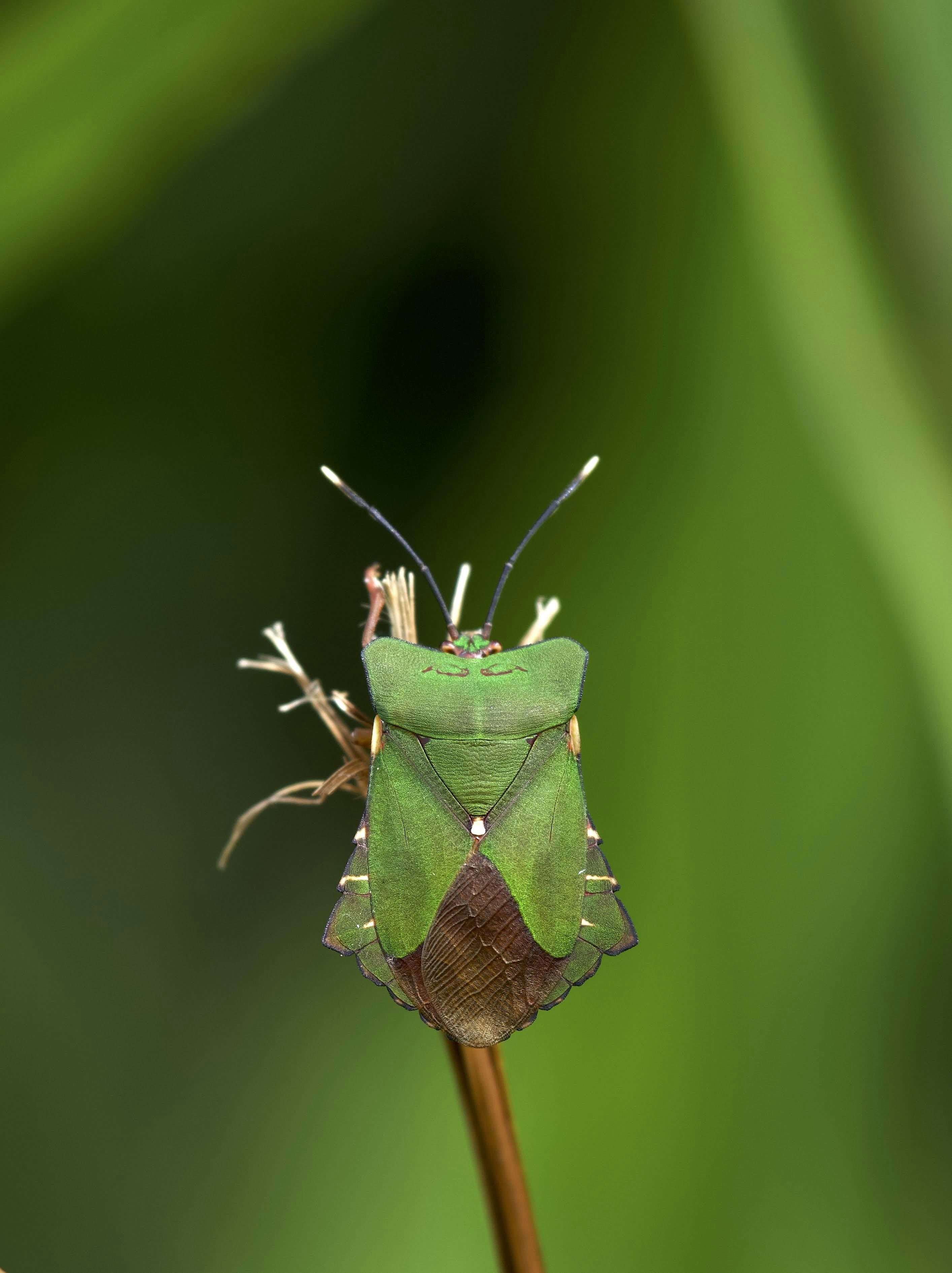 Emerald Shield on a Twig Crown