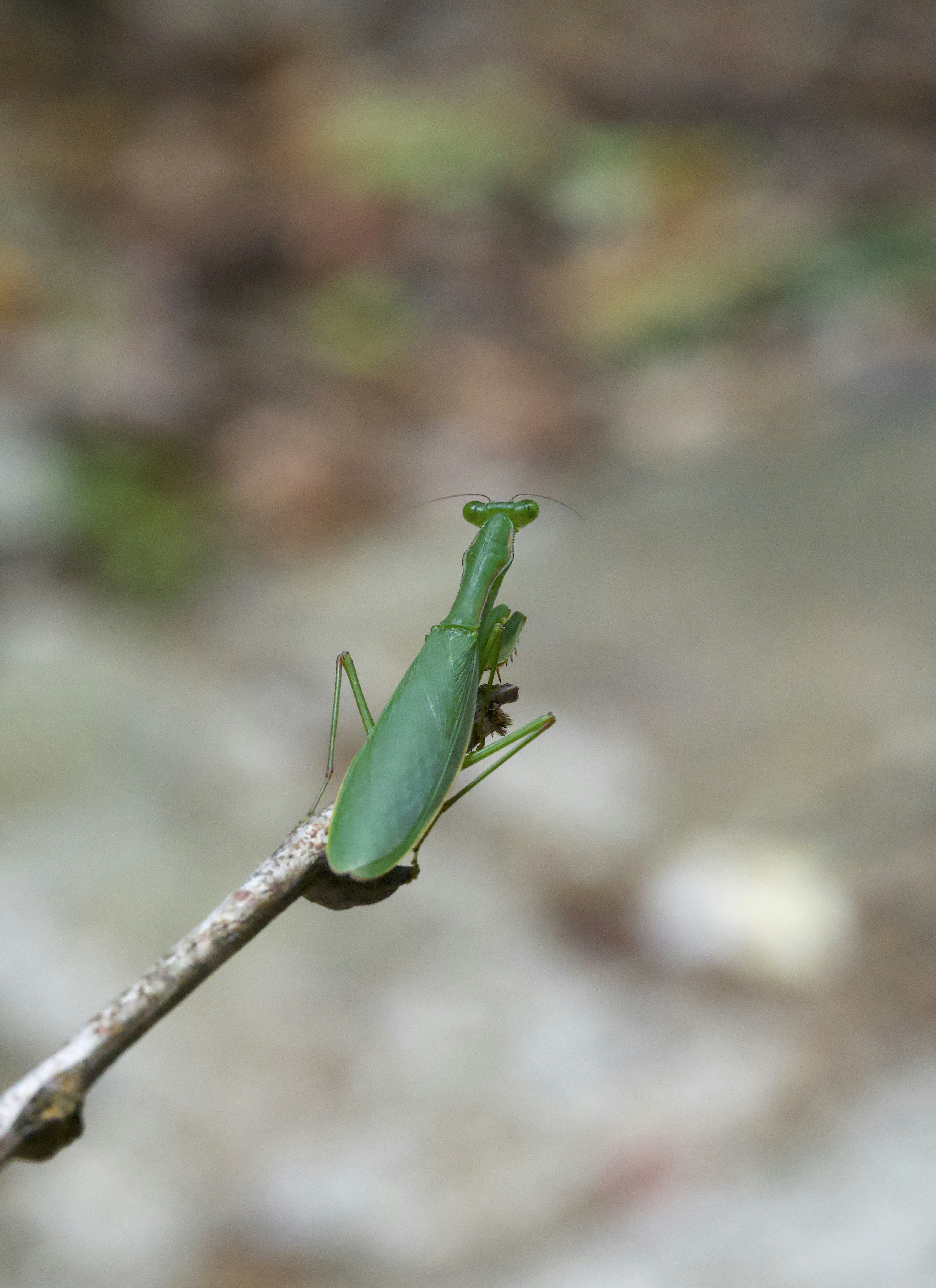 Emerald Mantid perched on a twig, patience in green