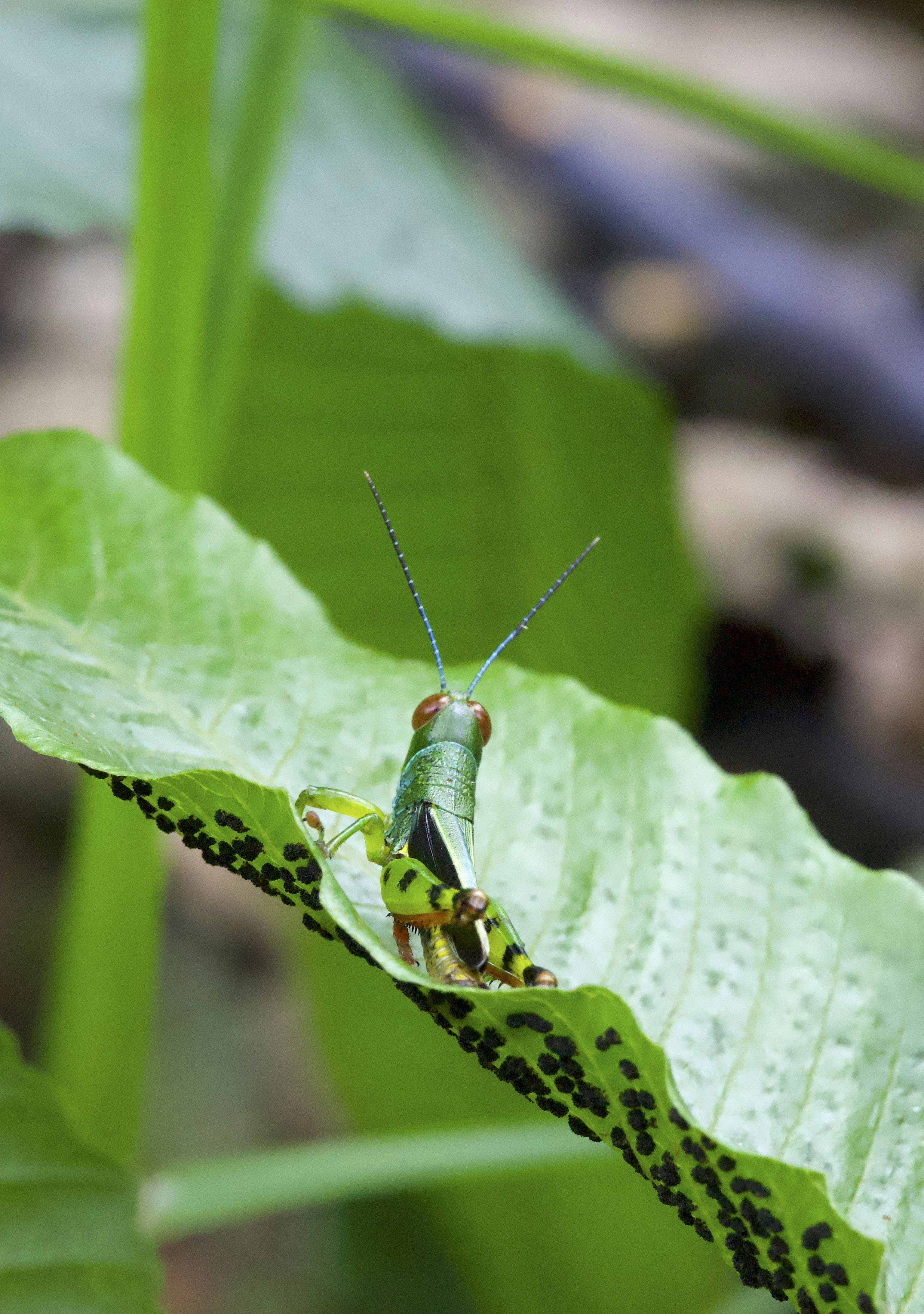 Emerald Mantis on a Leaf: A Blink of Color