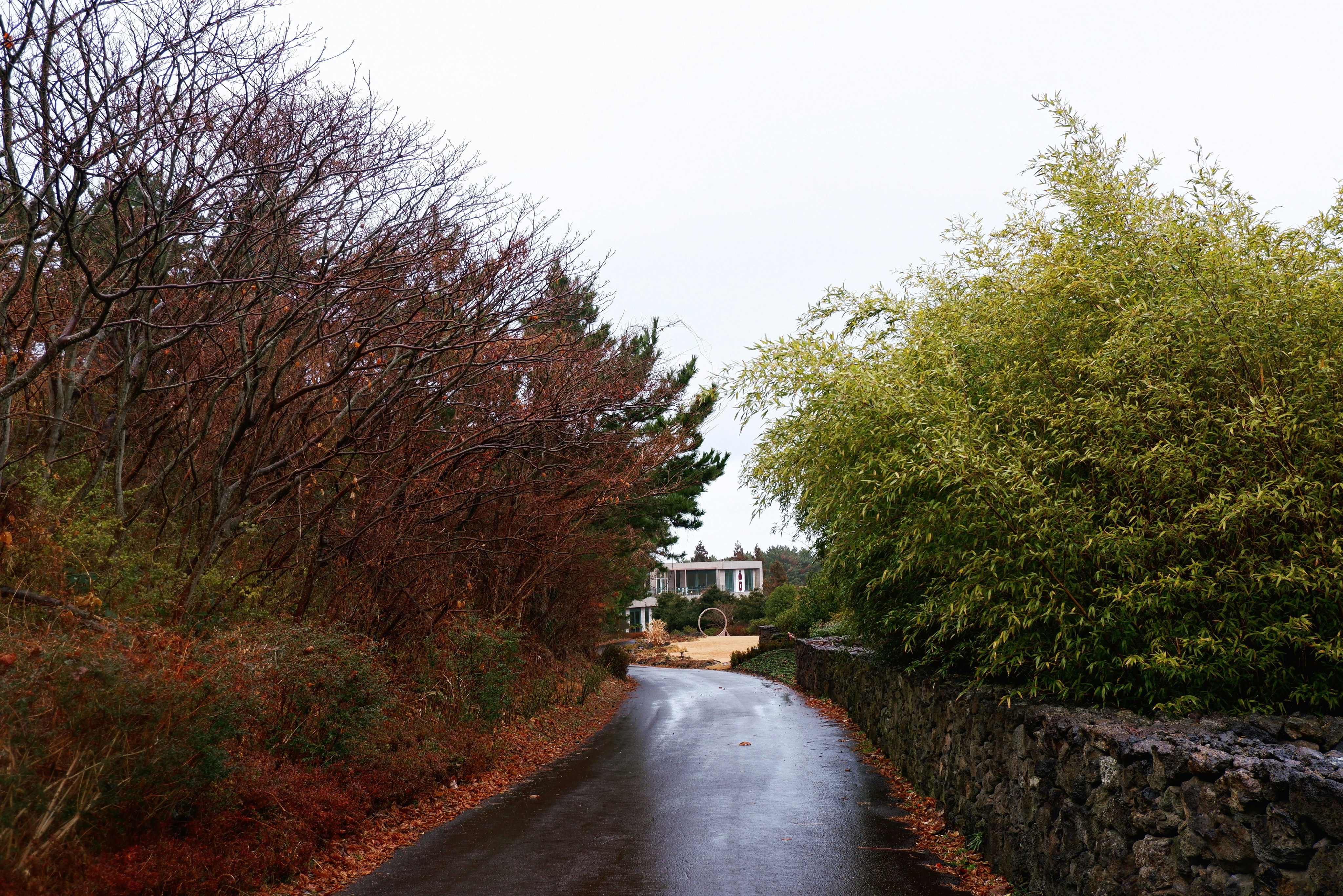 Quiet Road Through a Autumnal Lane Beneath Overcast Skies