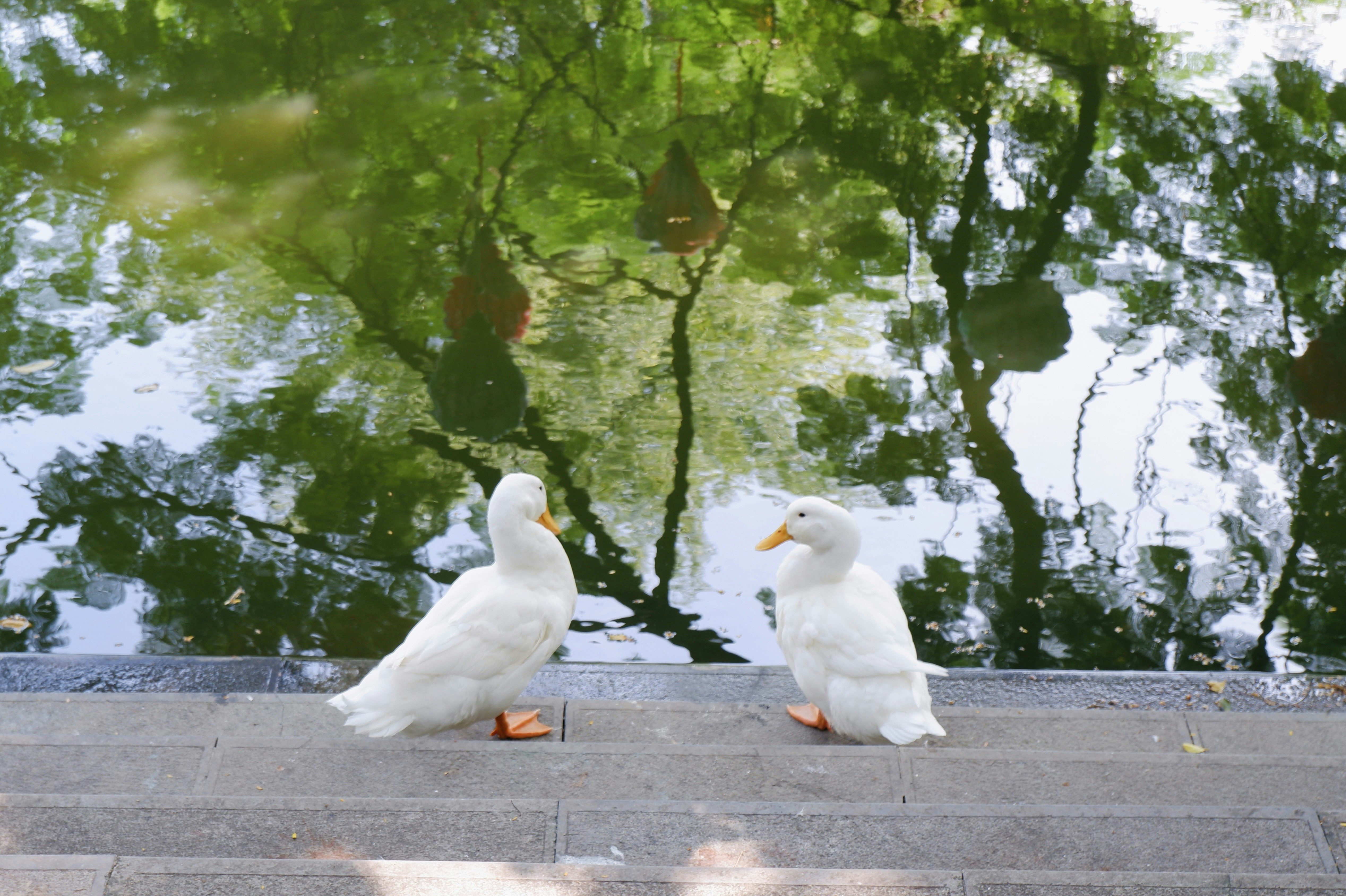 Two White Ducks Rest Along a Riverside Walk