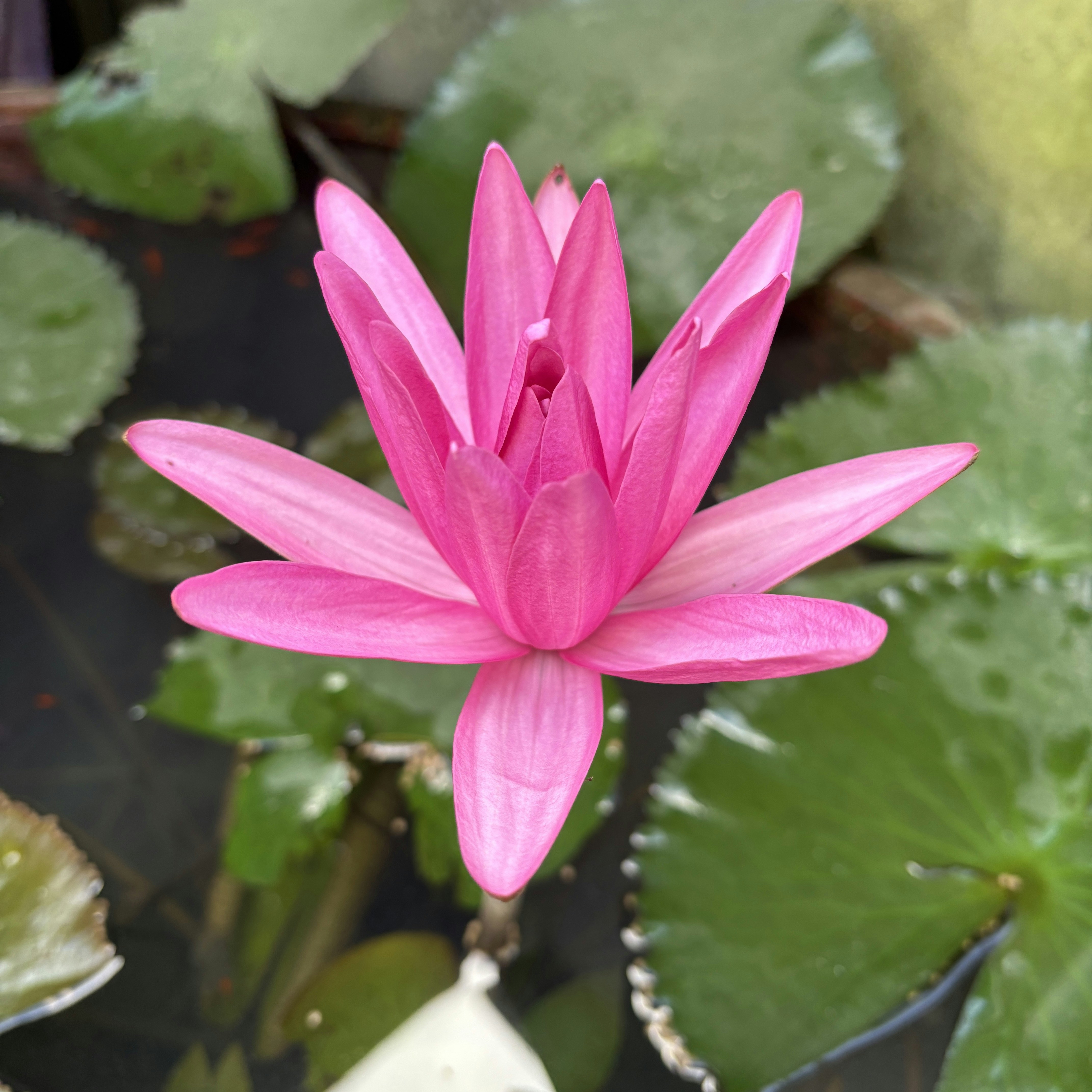Pink Water Lily Crown: Central Bloom in a Quiet Pond