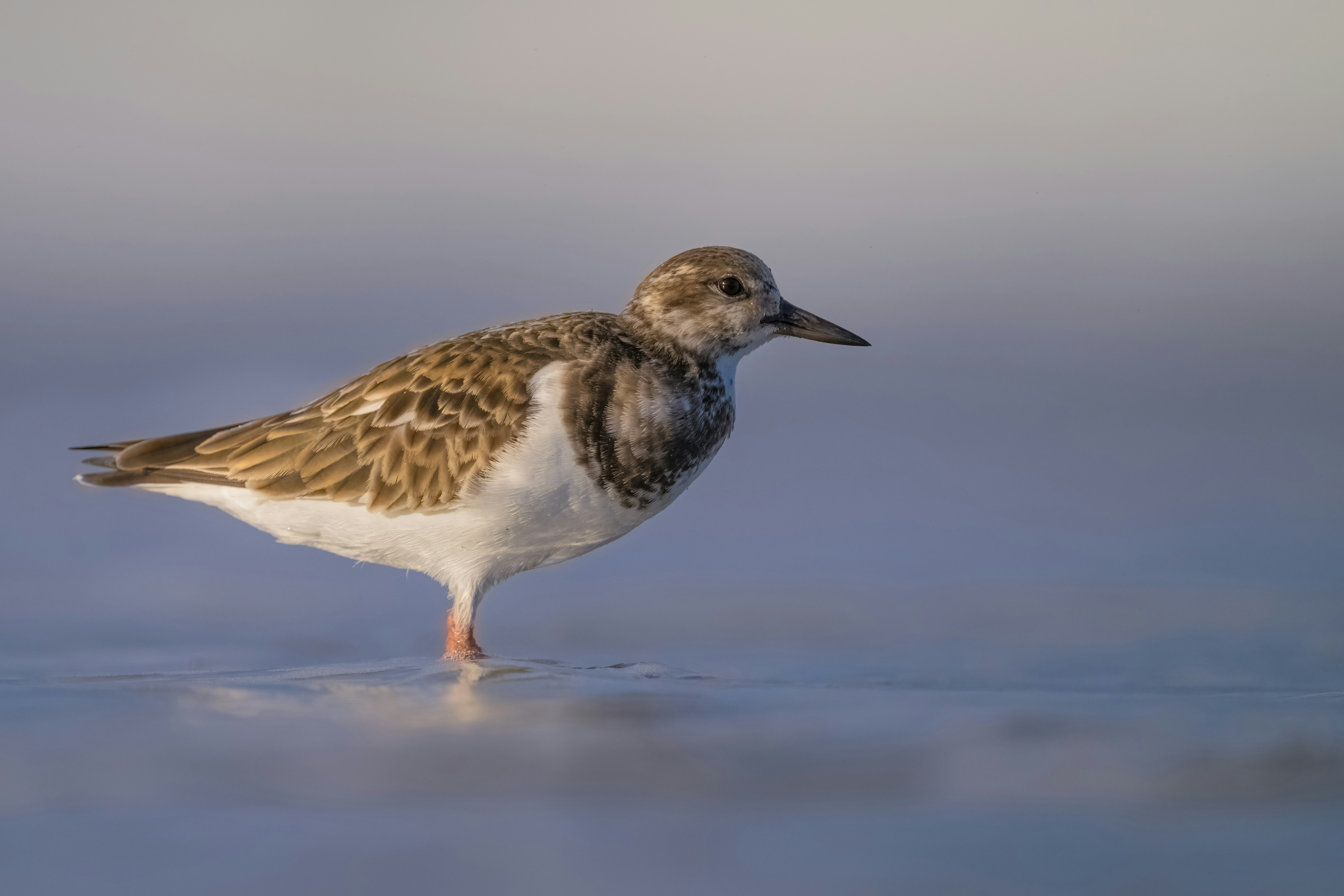 A Winter Shorebird Stands on Quiet Tides