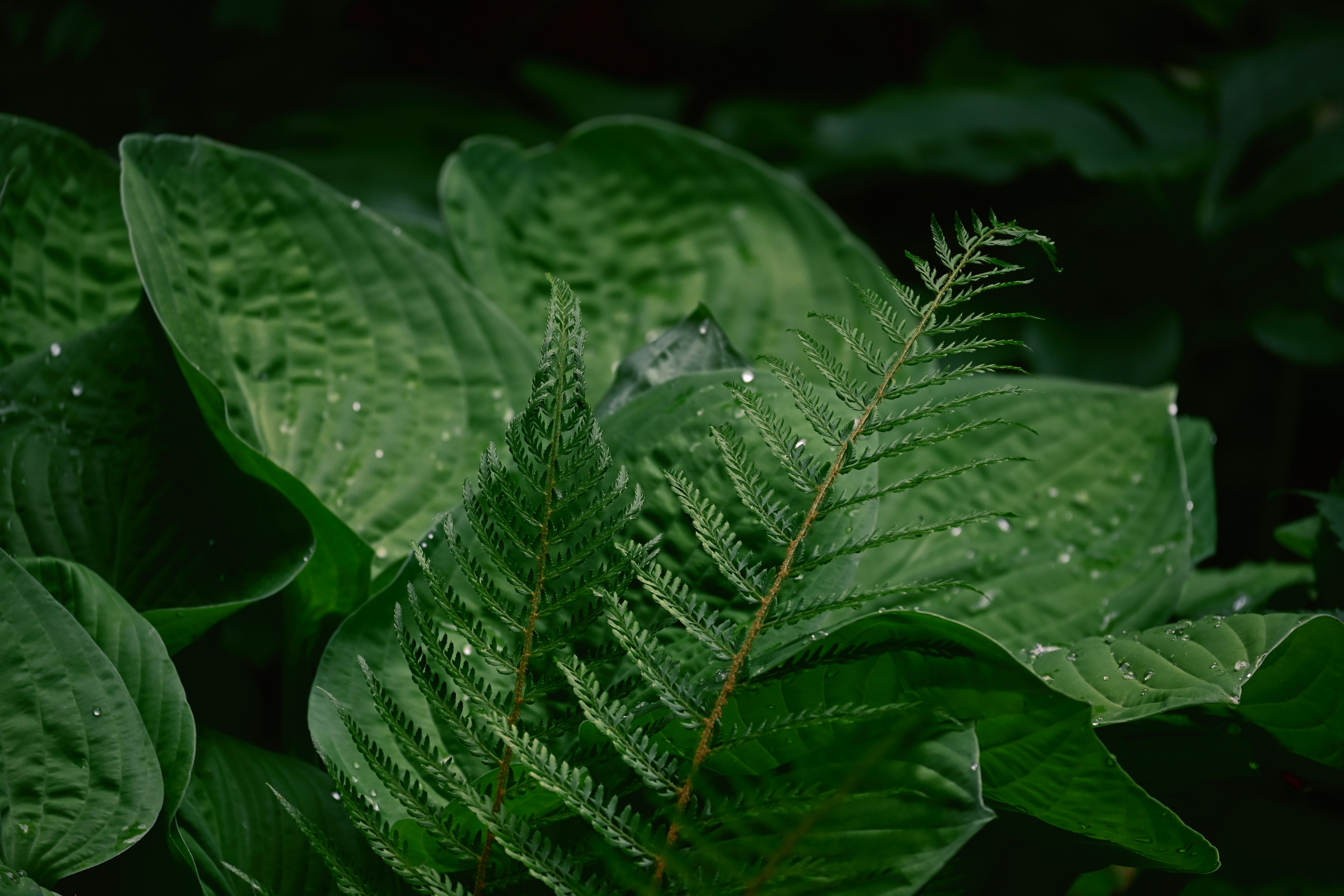 Green Frond Echo: A Close-Up of Fern Fronds Amid Broad Laurel Leaves