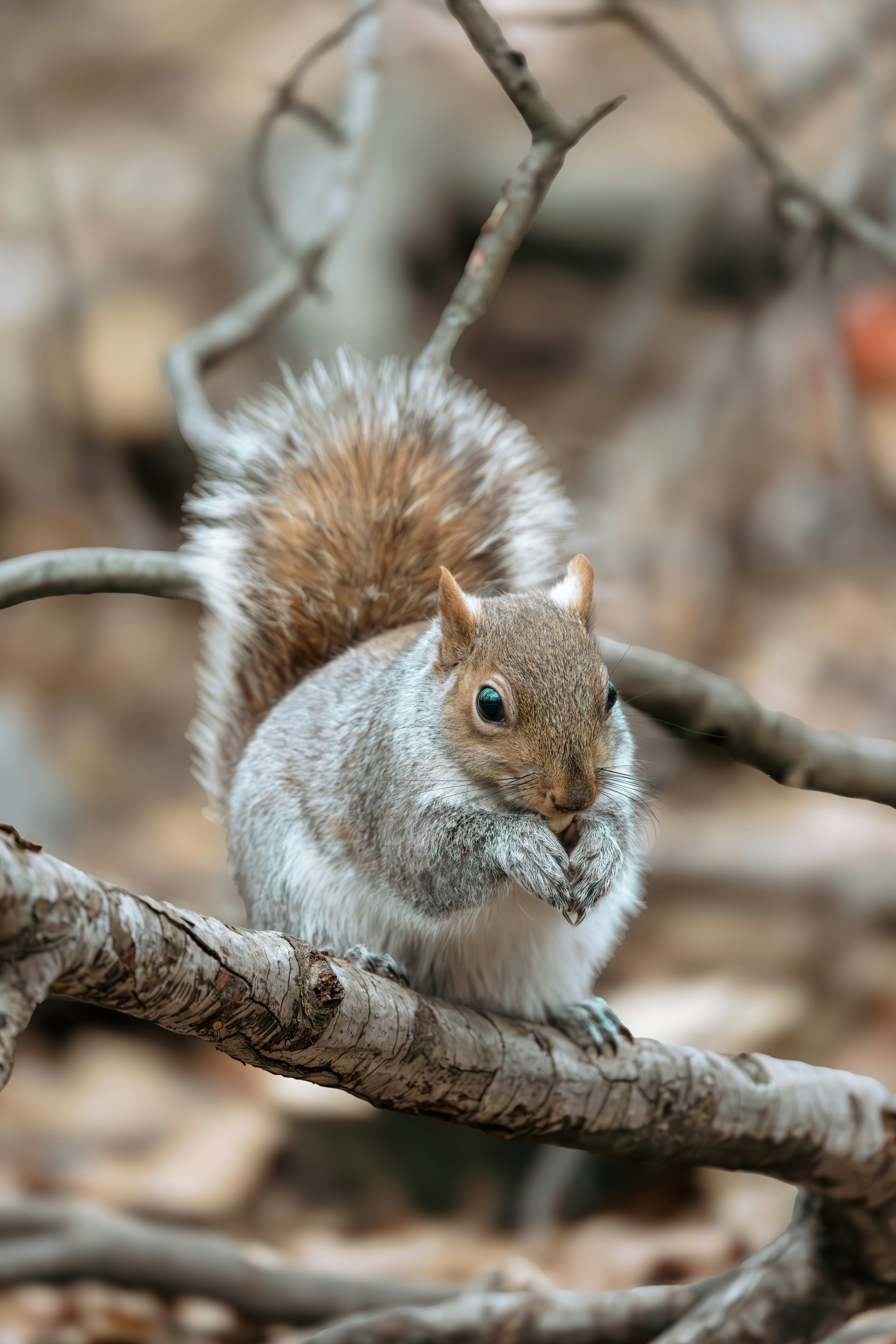 Squirrel on a Branch: Moment of Crunching Autumn Nuts