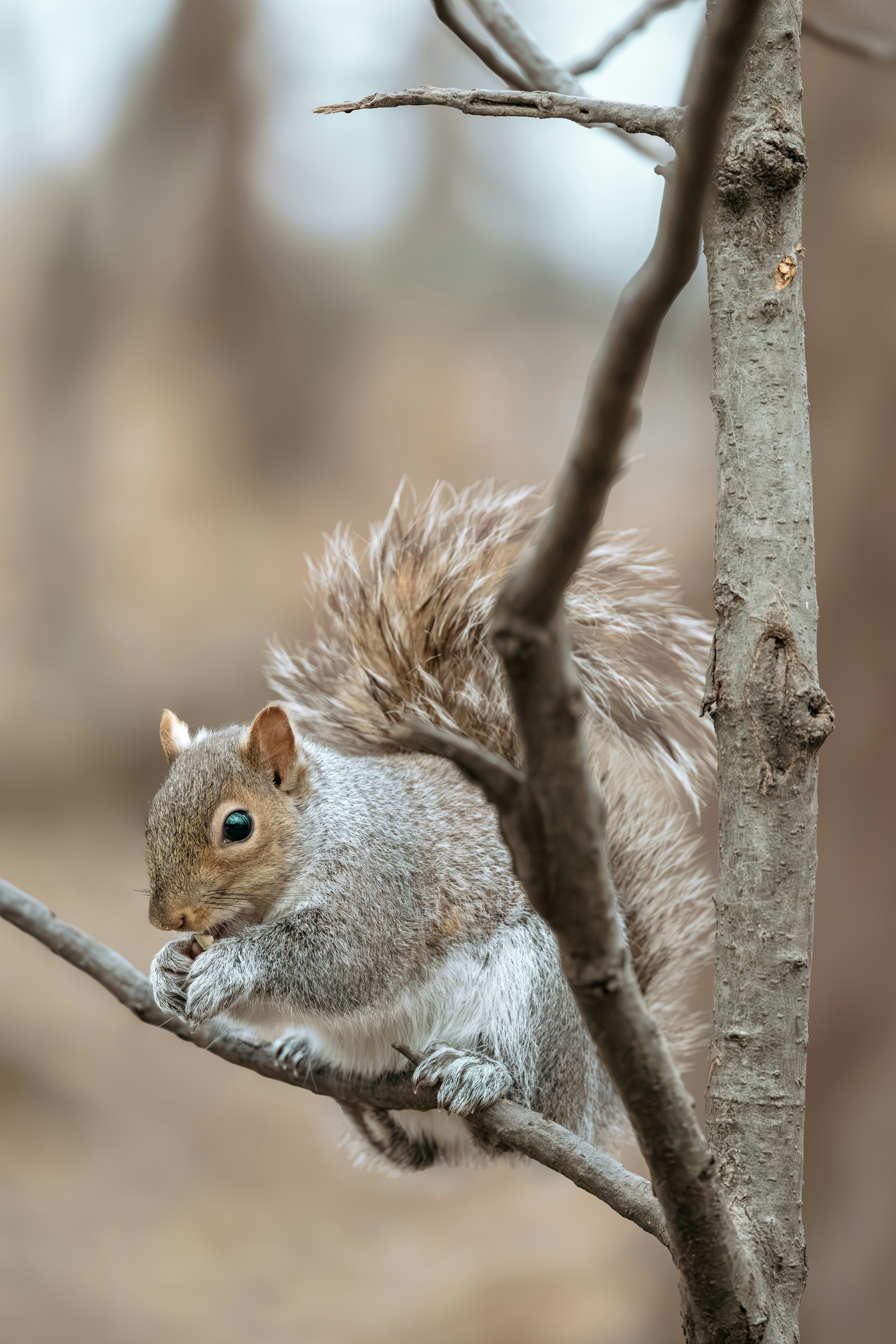 Squirrel on a Quiet Branch: A Focused Moment in Soft Autumn Light