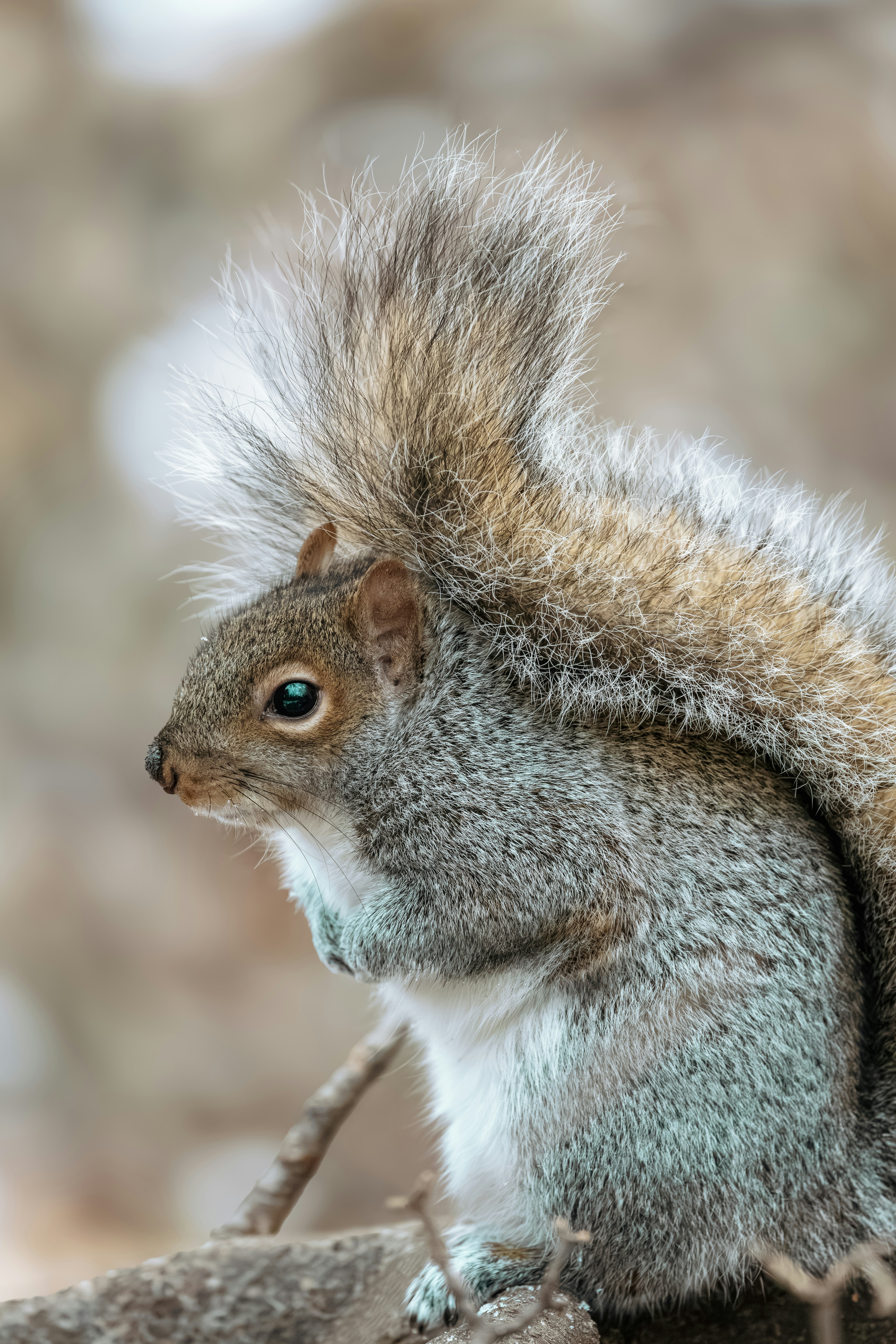 Majestic Squirrel in Profile with Fluffed Crest