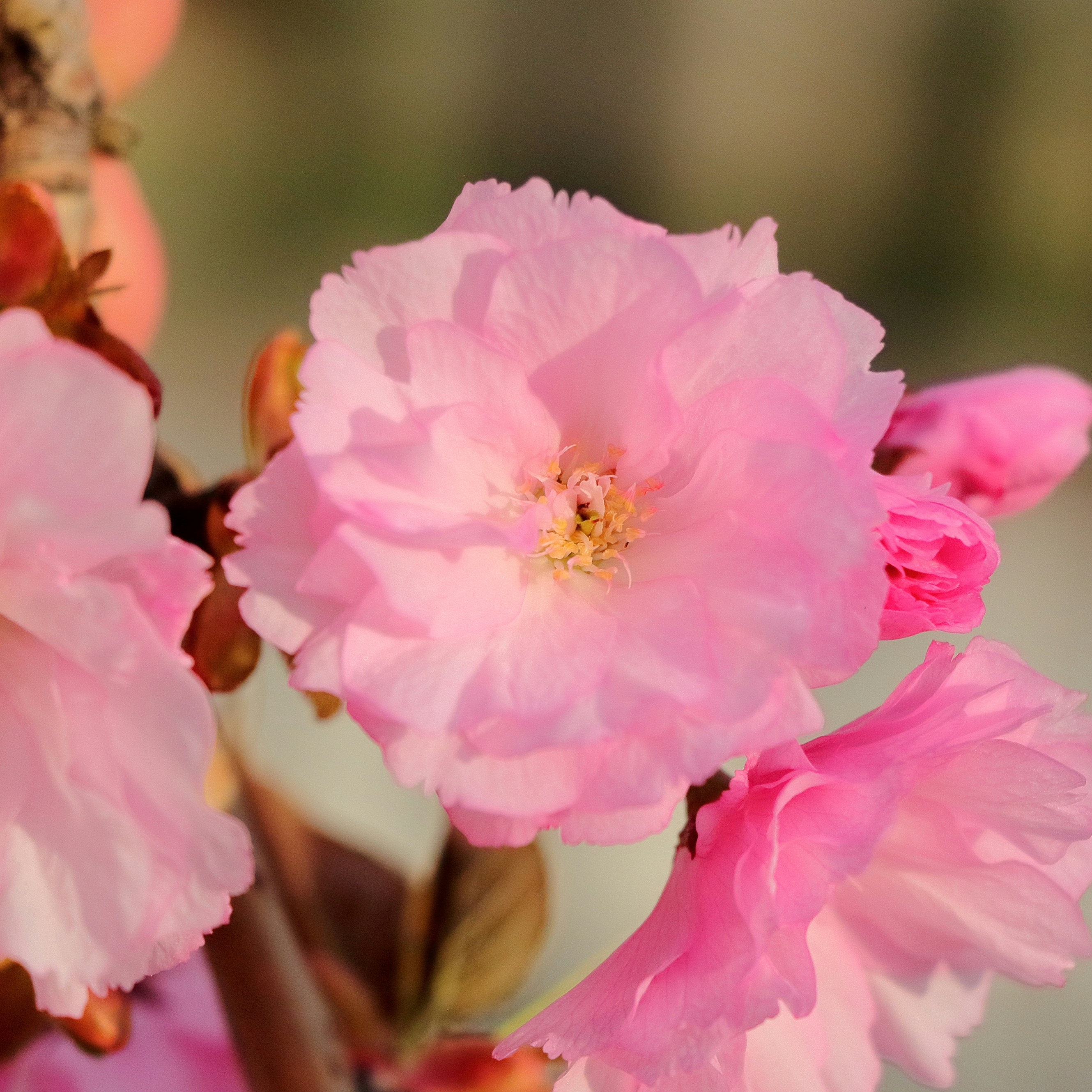 Petal-stage Glimmer: Soft Pink Blooms in Gentle Focus