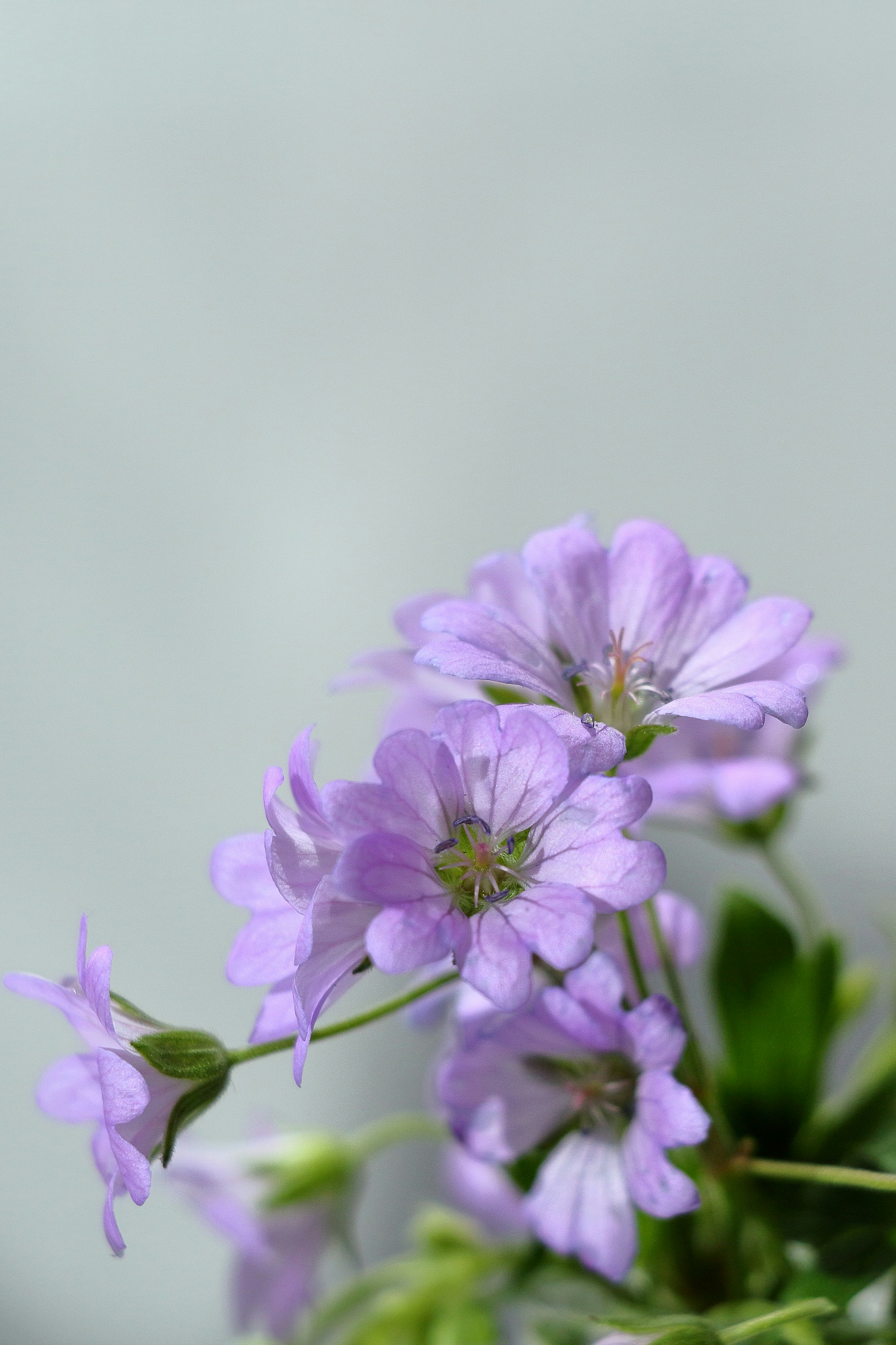 Lilac Bloom Cascade in Soft Focus