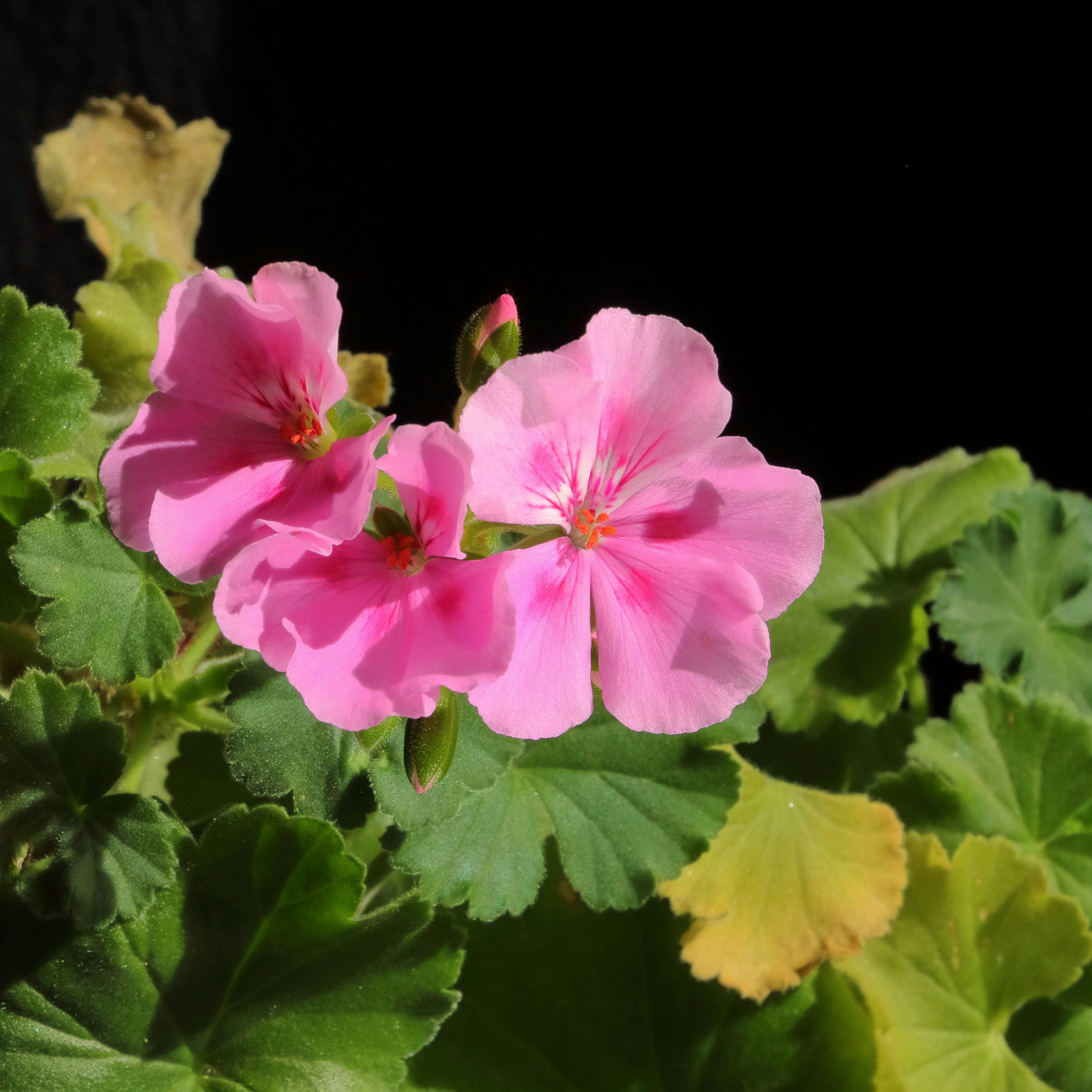 Pink Geraniums in Focus: A Sunlit Bloom Against Velvet Night