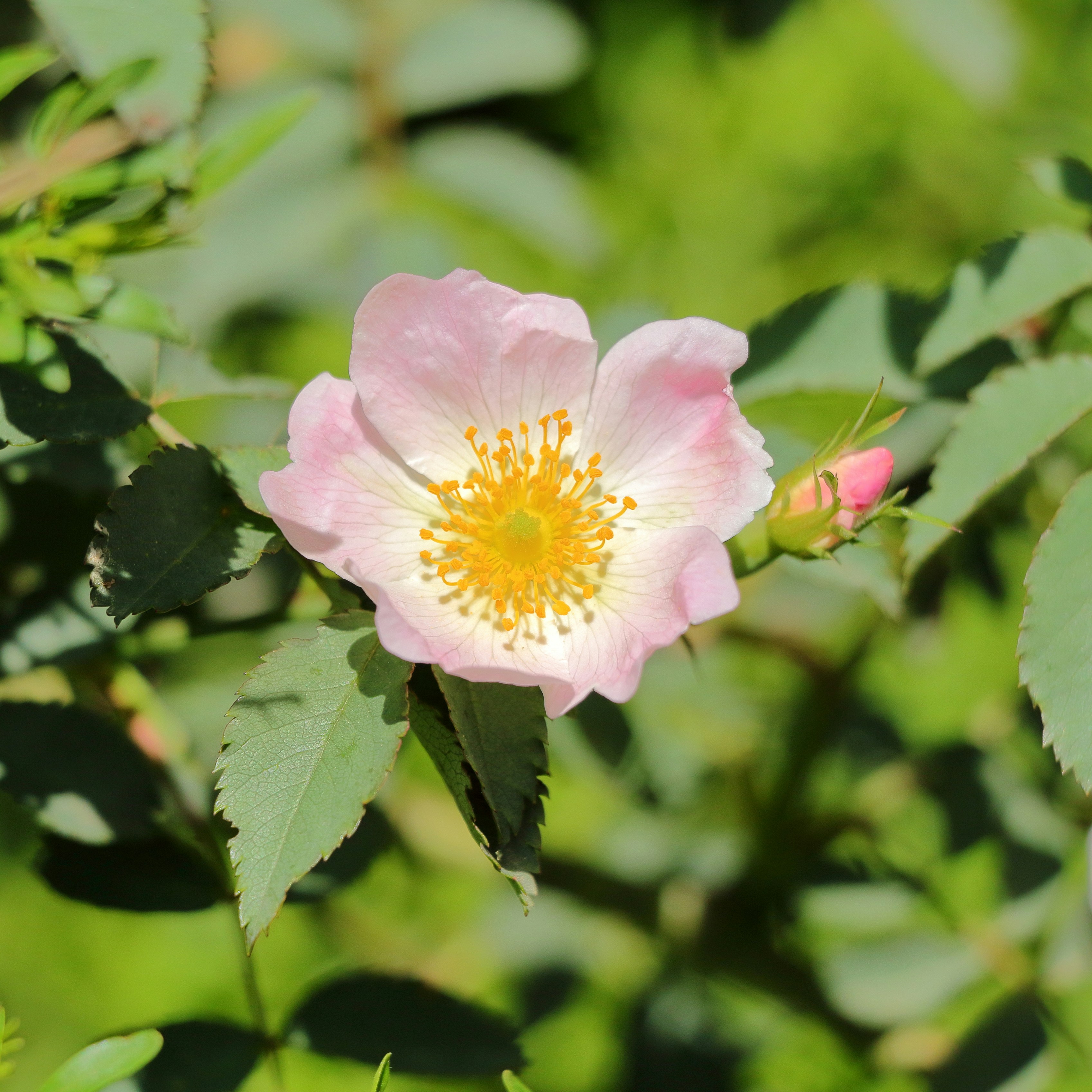 Soft-petal Bloom: A Pink Camellia in Sunlit Green