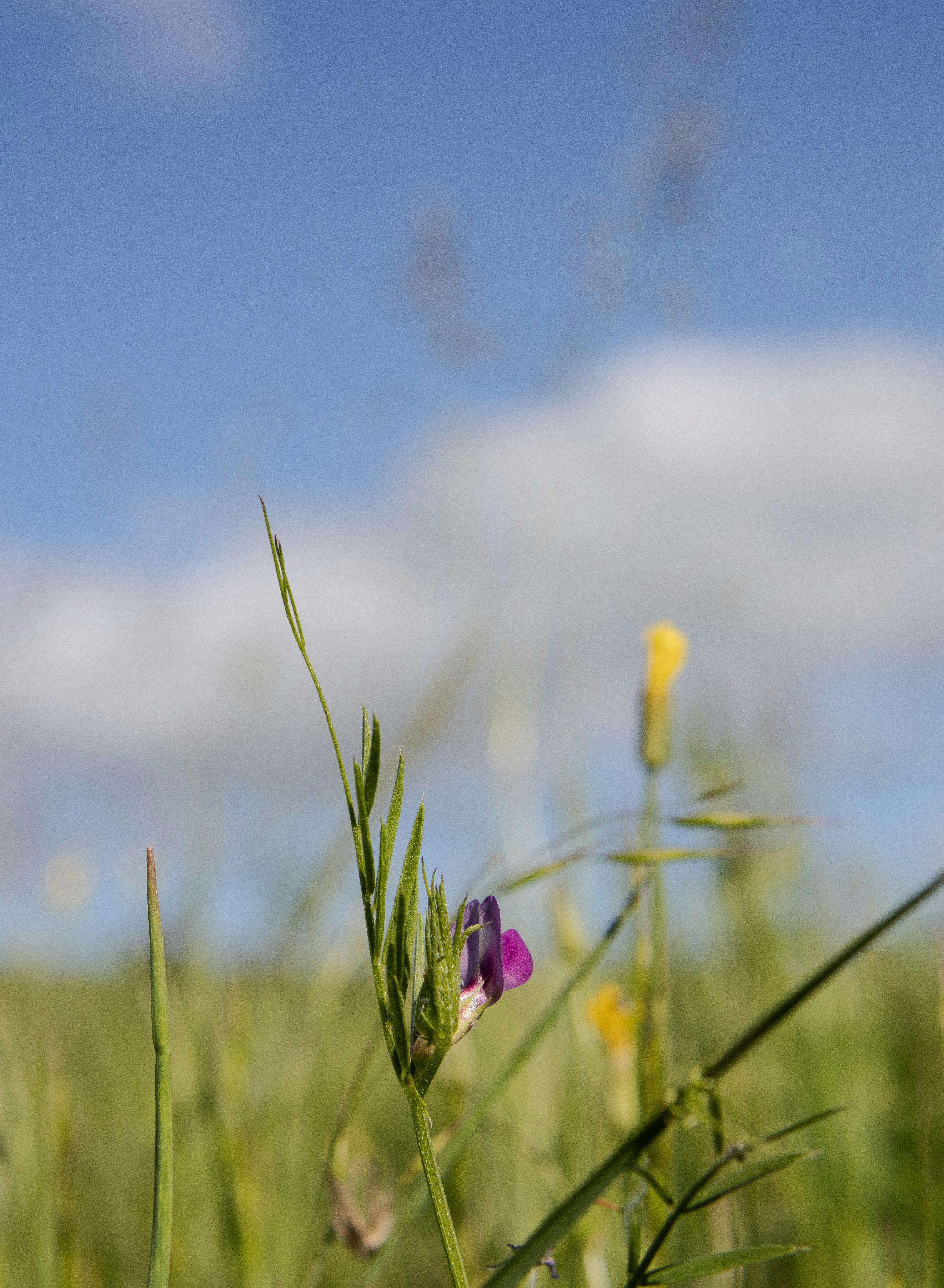 Close-up of a delicate violet wildflower amid sunlit grasses