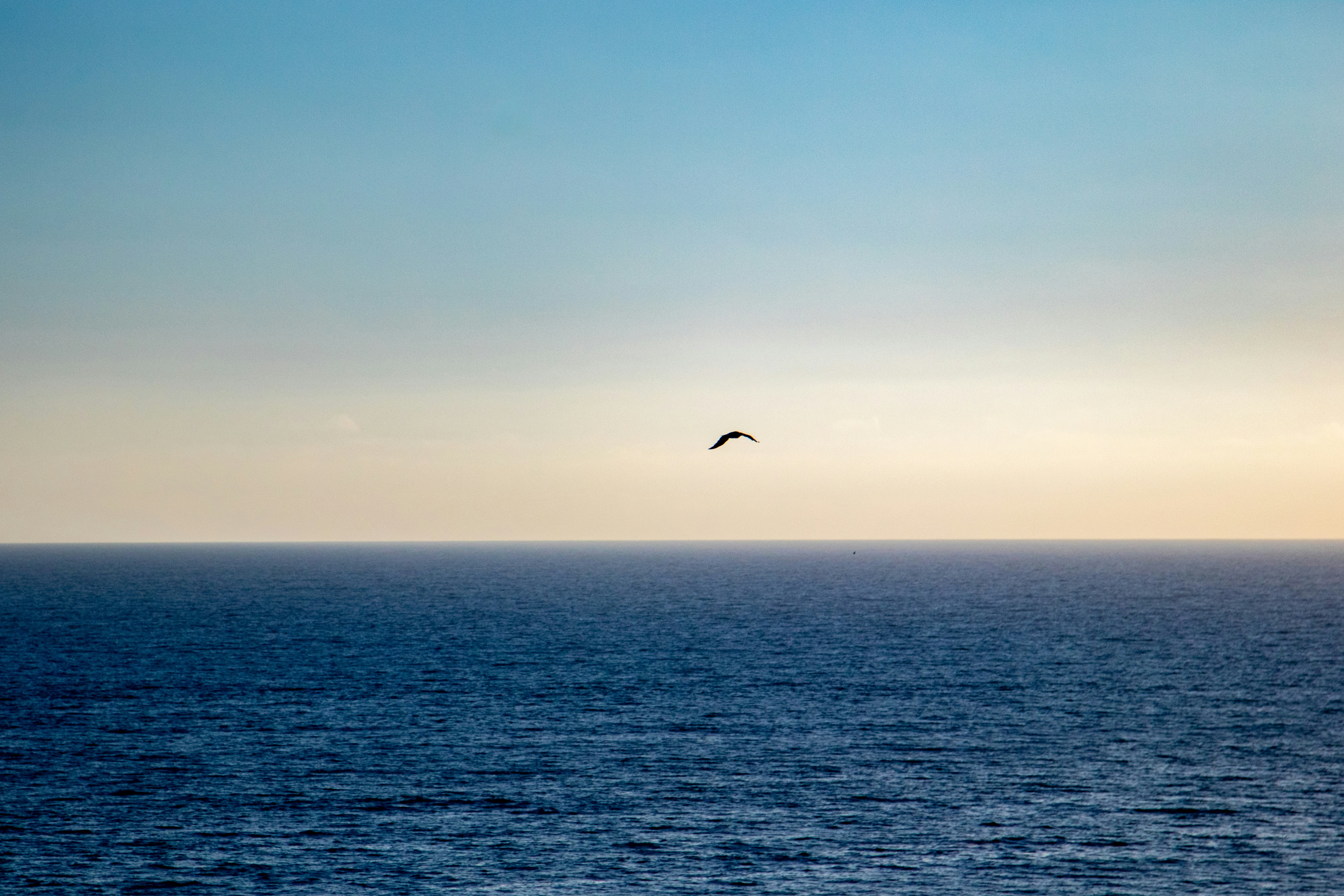 Horizon Whisper: A Seabird Glide Across Subtle Light