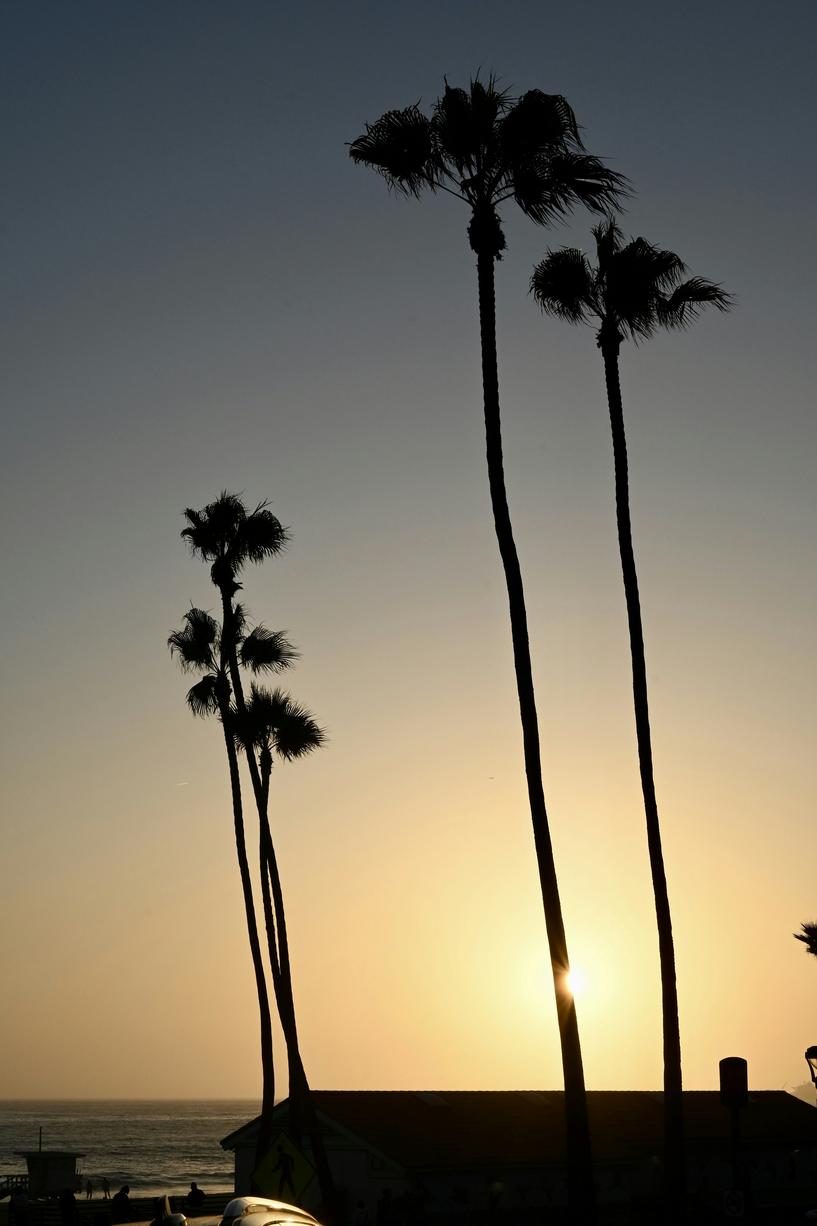 Sunset Silhouettes: Trio of Palms Against a Distant Sea