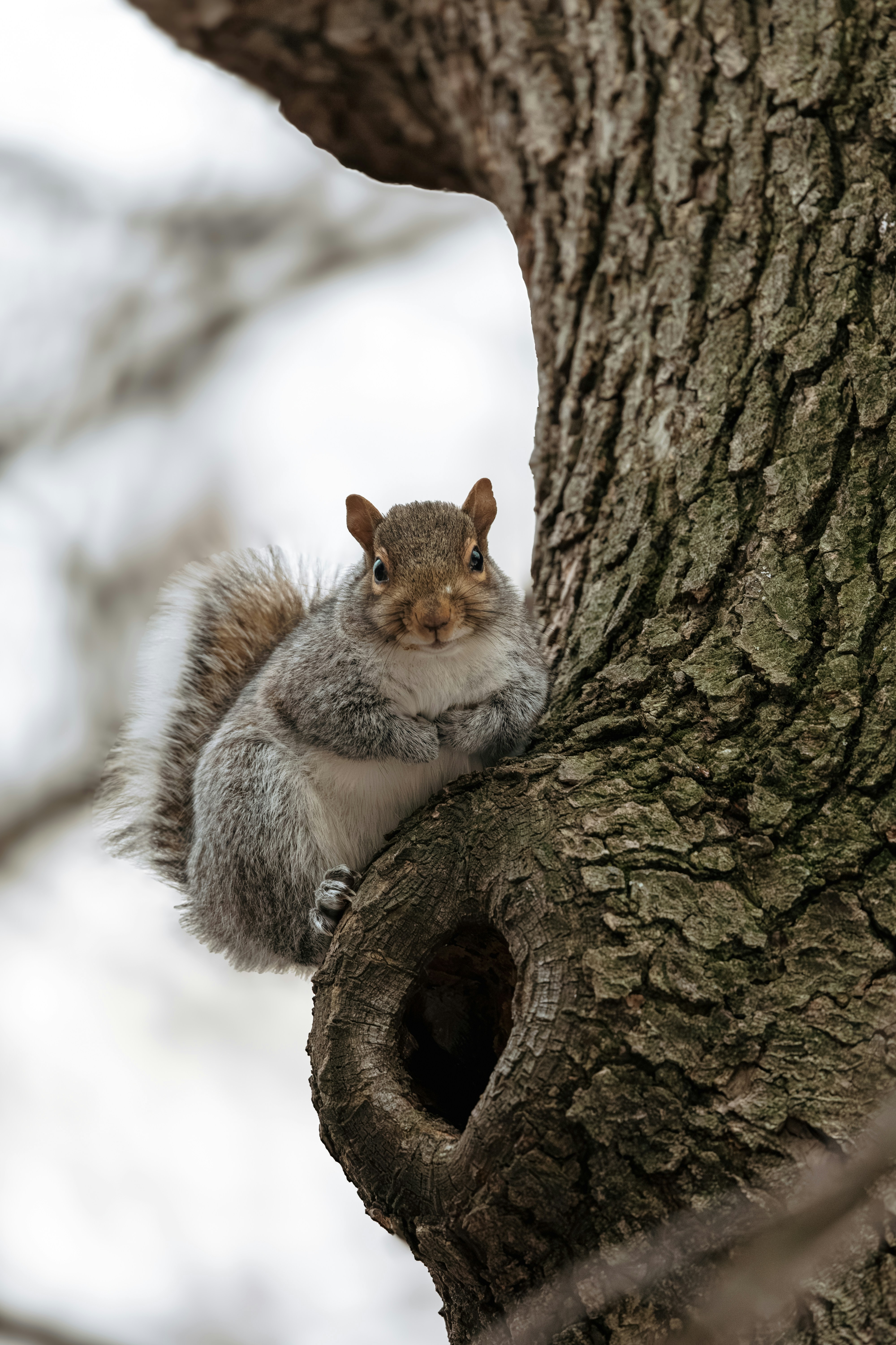 Curious Squirrel Perched in a Tree Hollow