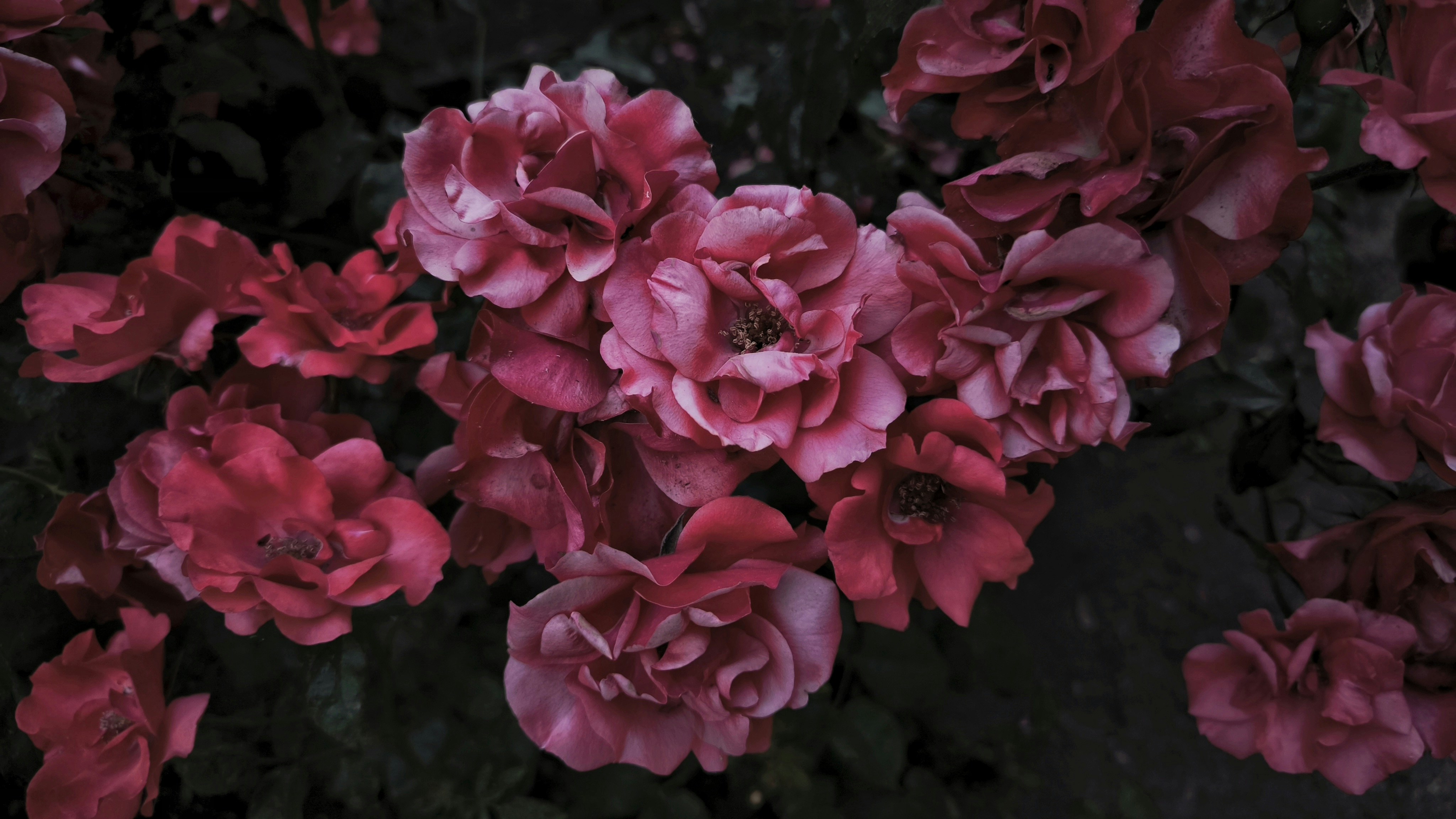 Nocturnal Bloom: Deep Pink Roses in Shadowed Garden