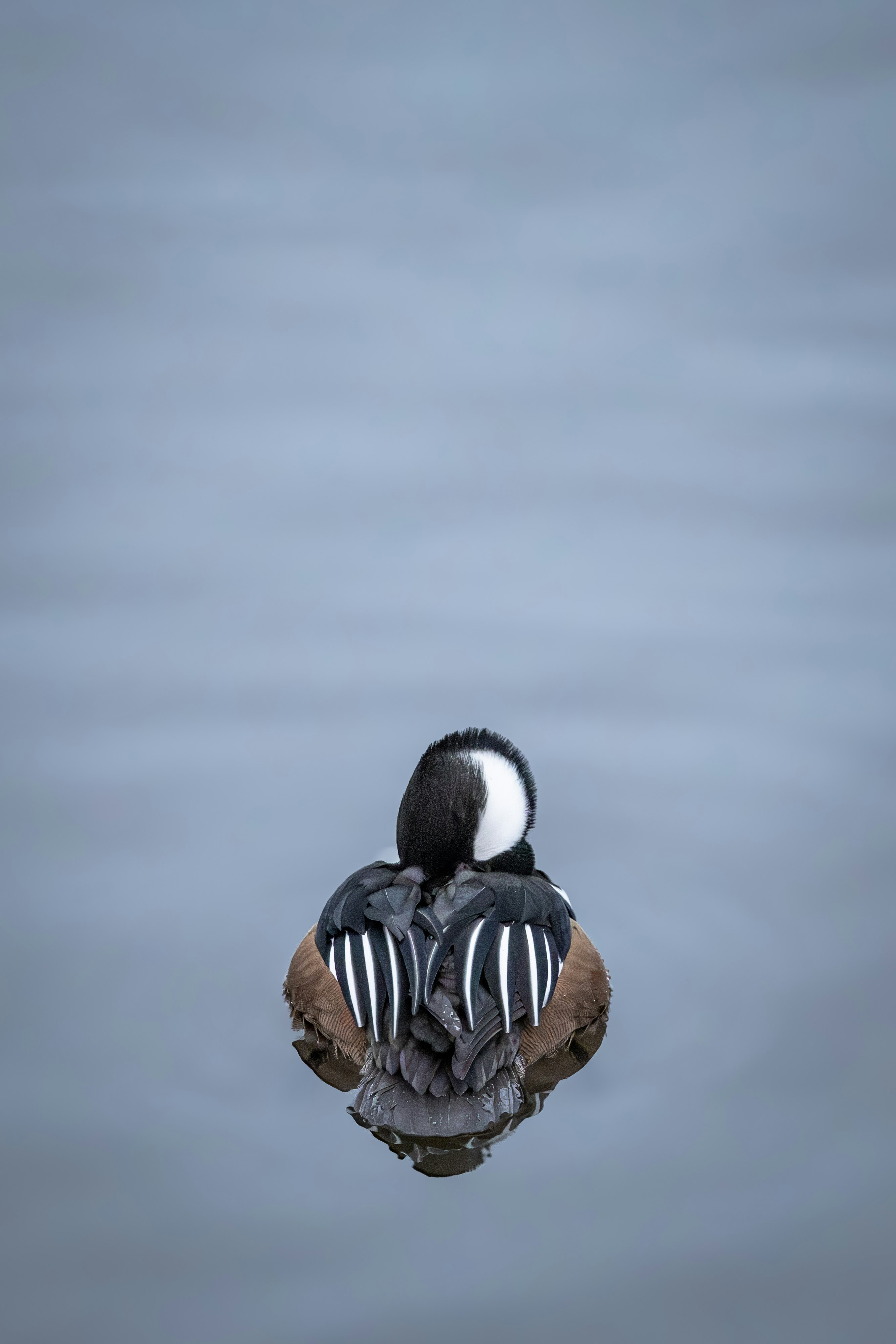 Floating Moment: Back View of a Brushed-Feathered Duck Gliding on Quiet Water