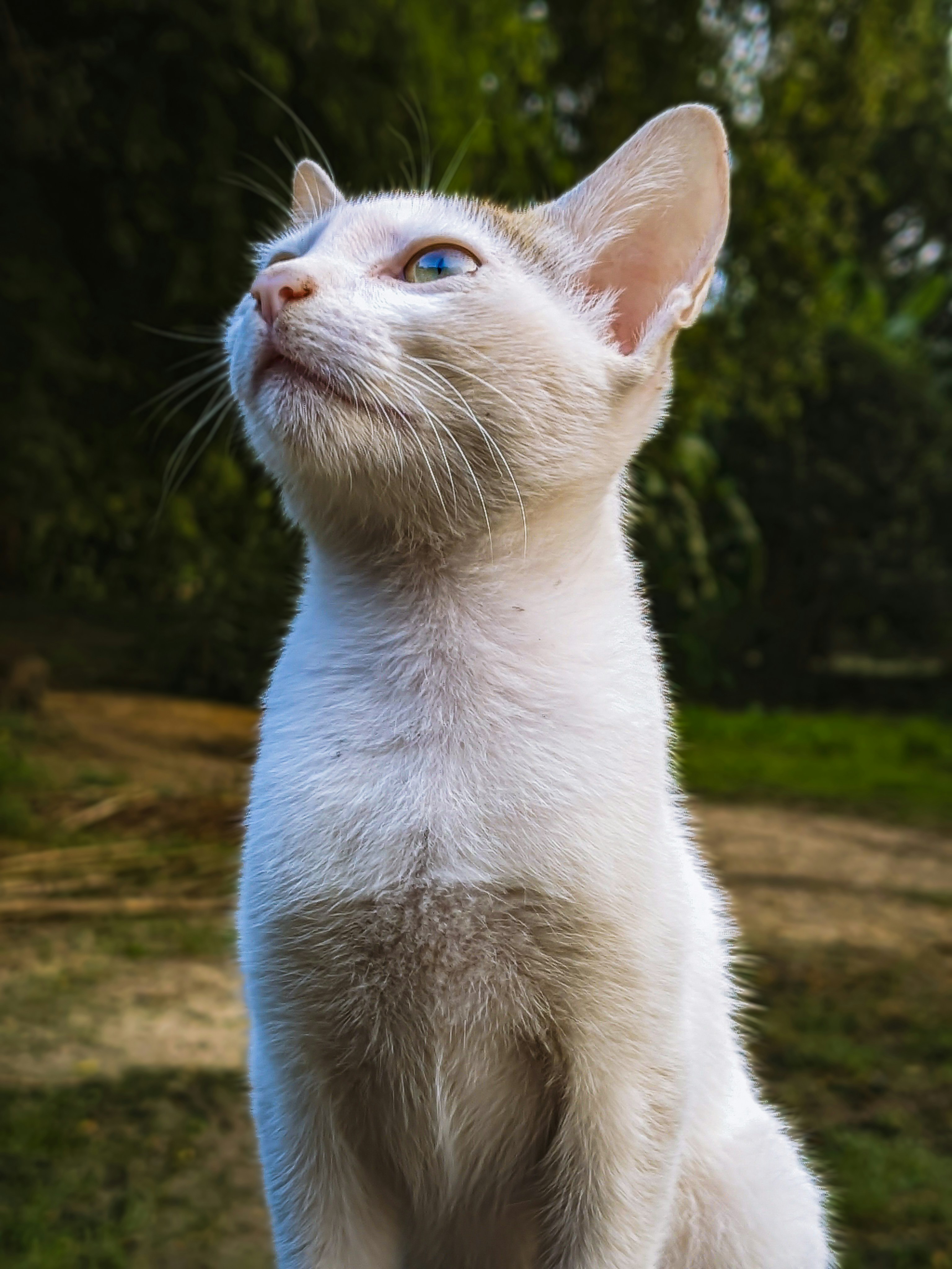 A white cat with blue eyes looking up outdoors.