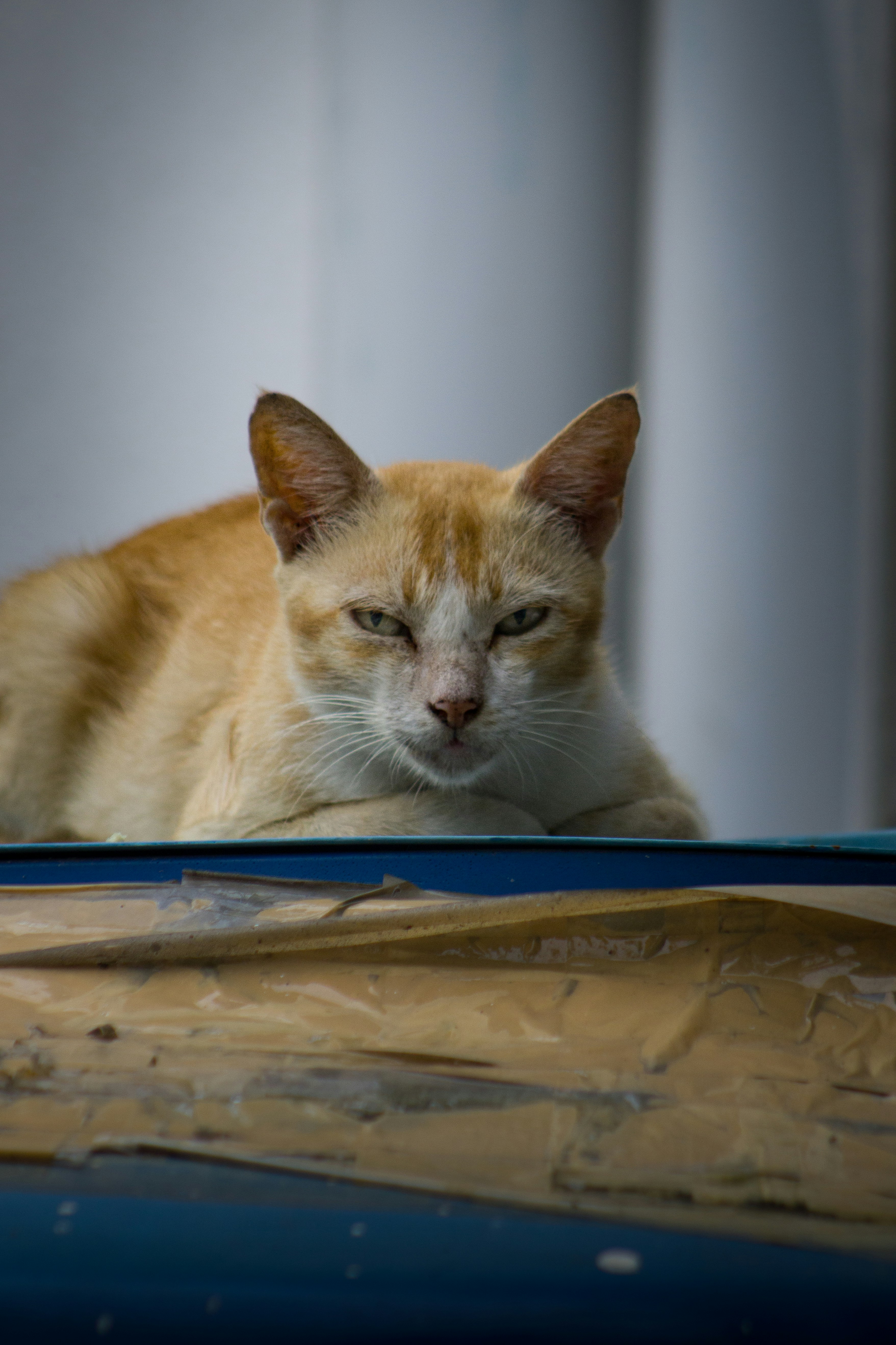 Cat on the Glassy Edge: A Quiet Moment Above Painted Blue