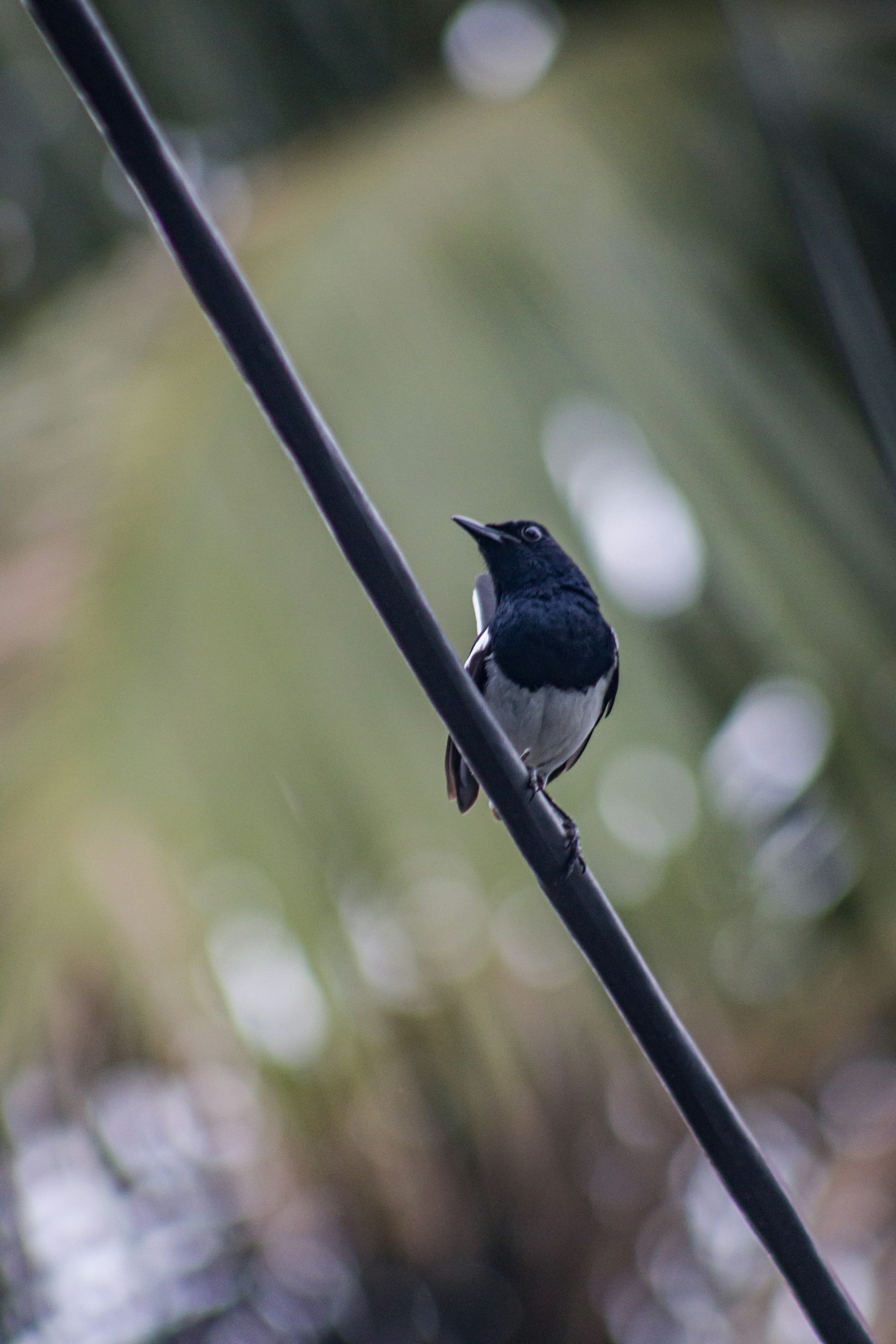 Perched on a Sinuous Wire: A Black-White Flycatcher Against Soft Bokeh