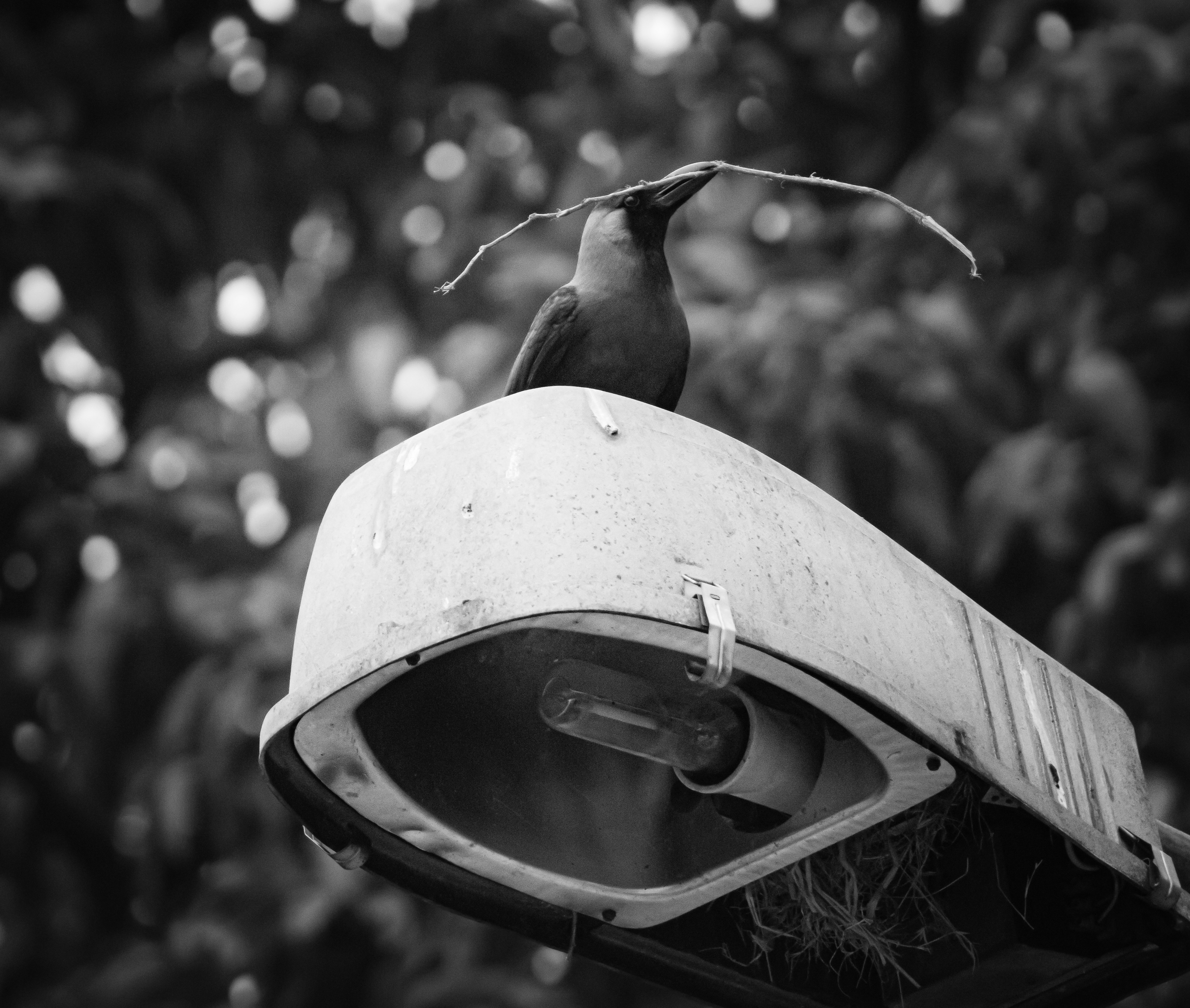 Perched Moment: A Bird Scans from a Curved Streetlight