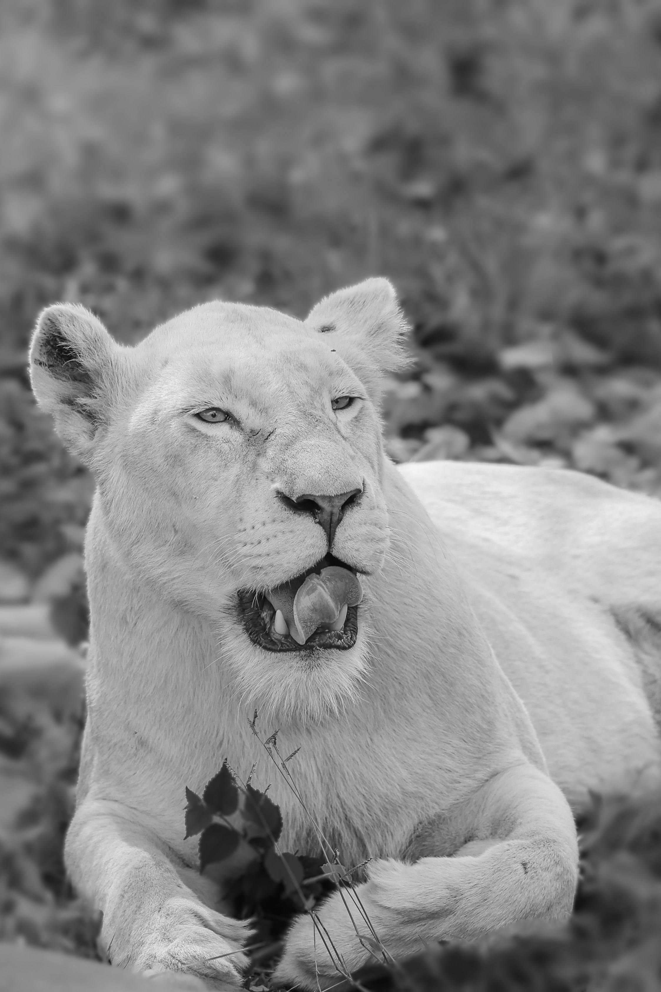 Lioness in Quiet Focus: A Close-Up in Monochrome