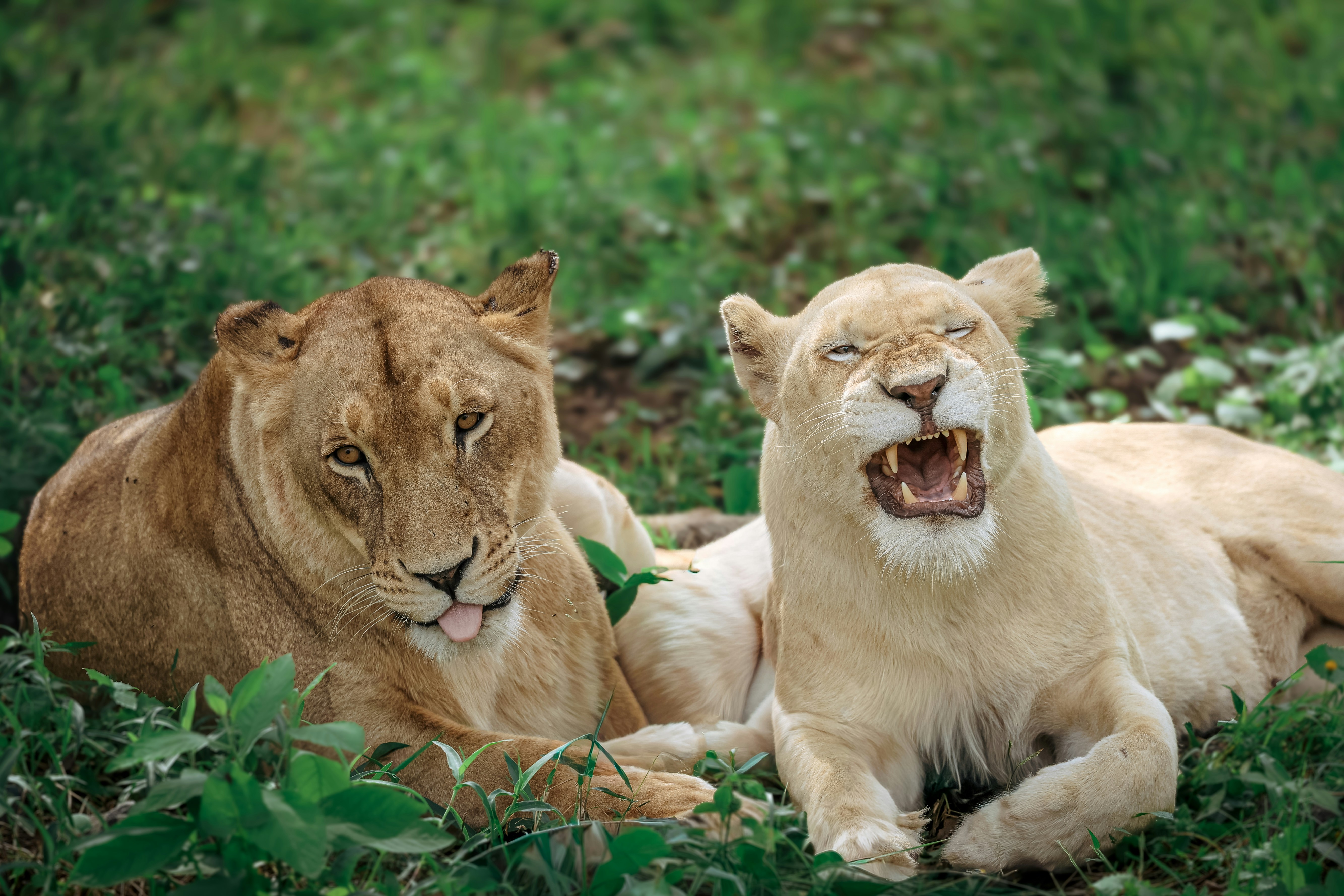 Lion Brothers at Rest: A Close Quarters Moment in Verdant Grass