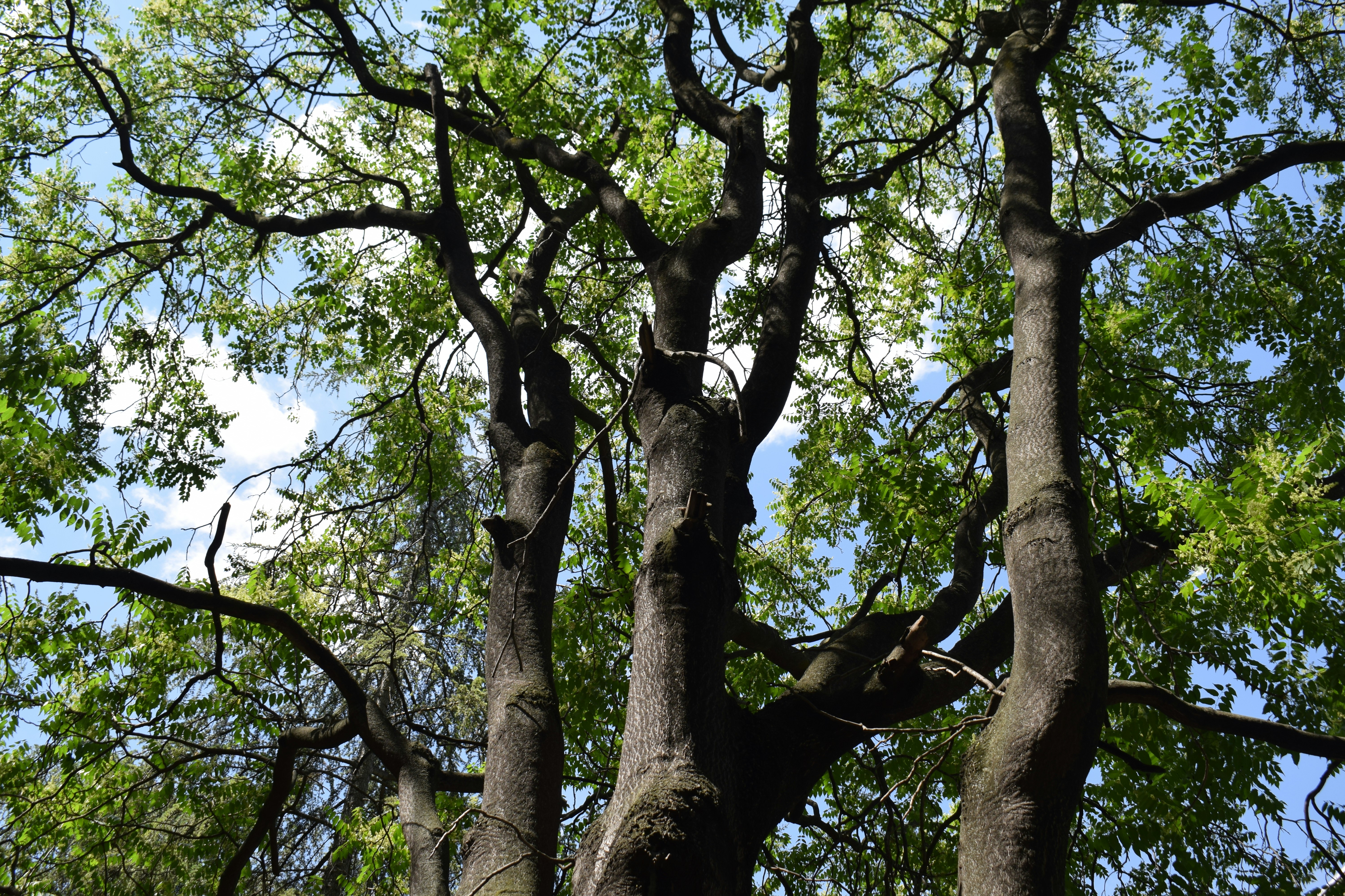 Crowning Giants: A Canopy of Green and Bark