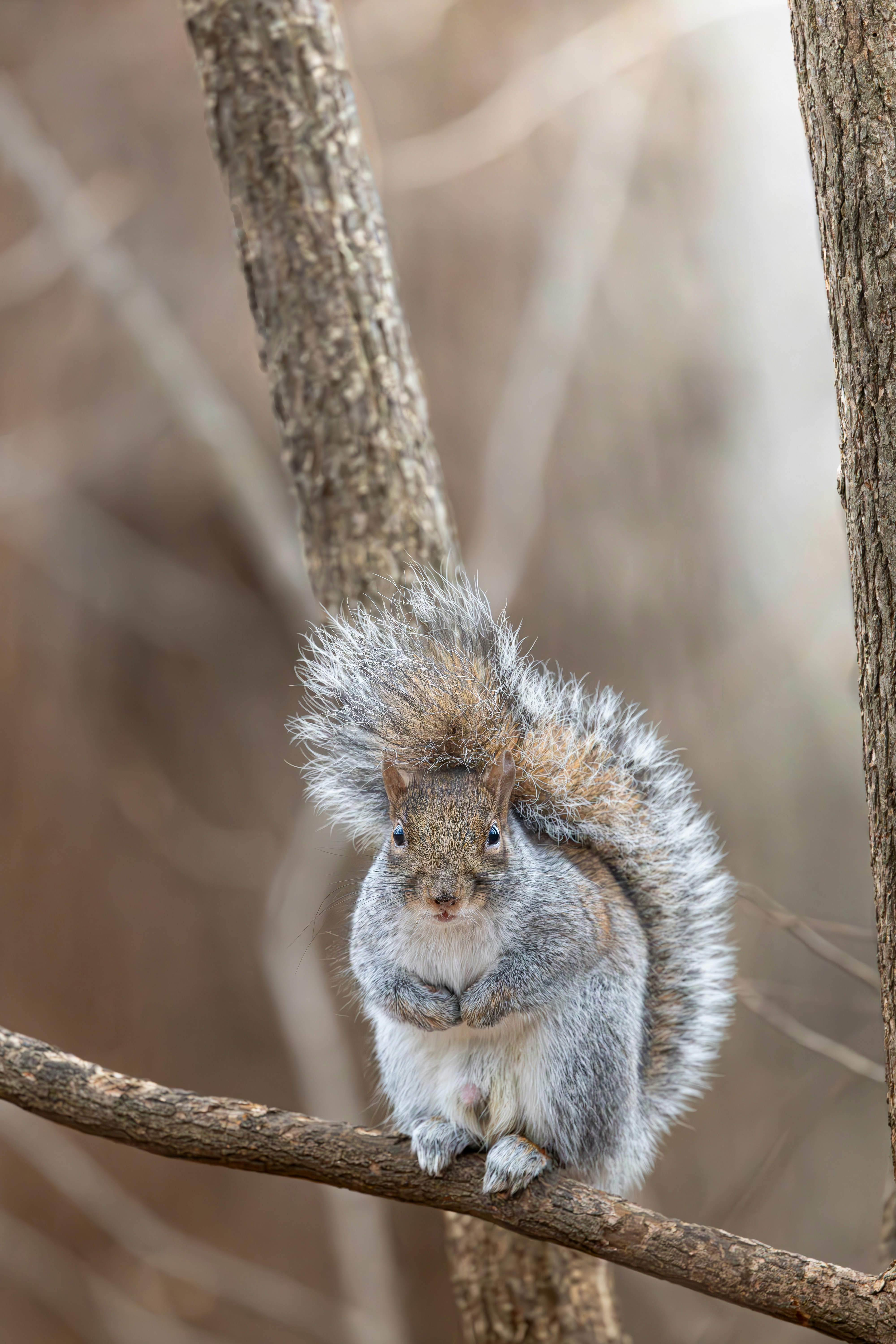 Fluffed Acrobat: Grey Squirrel Perched on a Winter Branch