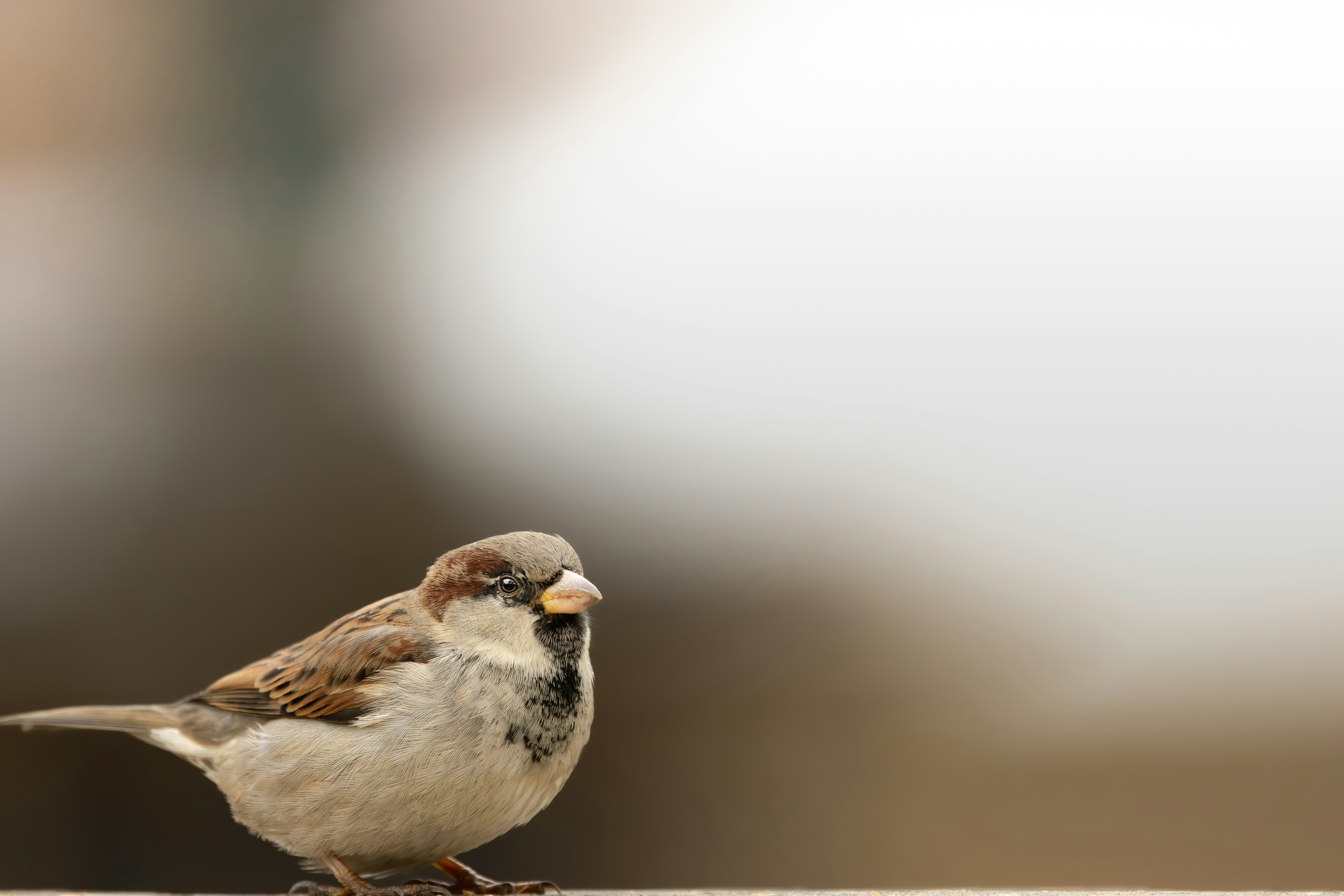 Tiny Songbird at the Edge of Silence